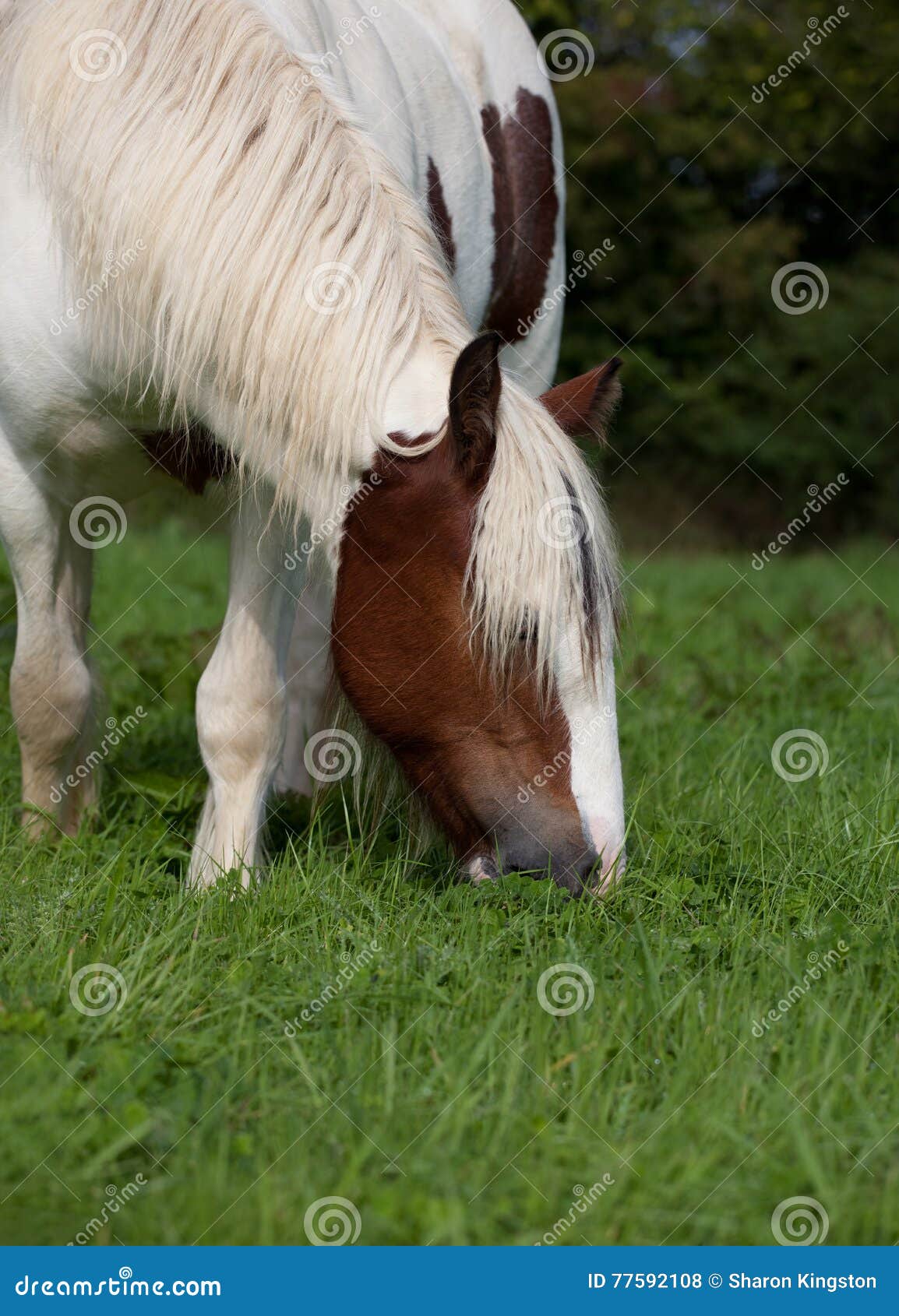 Pony Eating Grass Royalty-Free Stock Photo | CartoonDealer.com #37048959