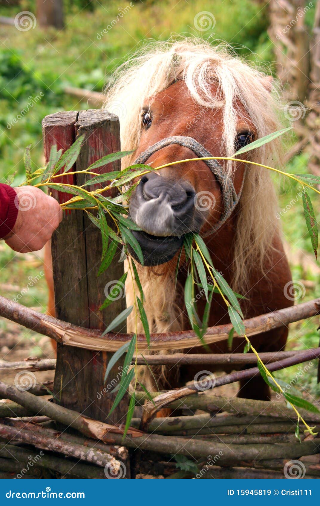 Pony eating green leaves stock image. Image of meadow - 15945819