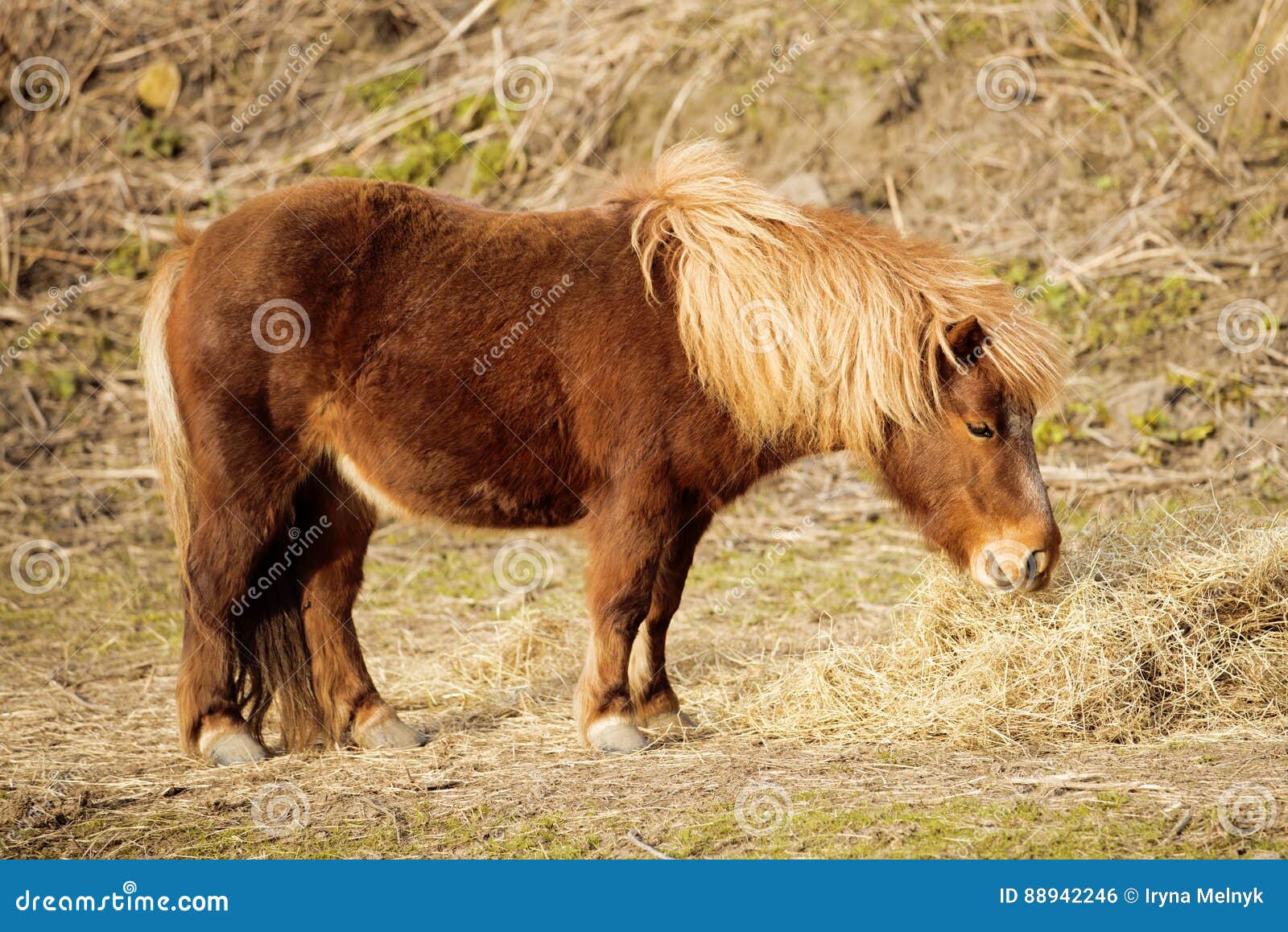 Pony eating hay stock photo. Image of view, animal, brown - 88942246