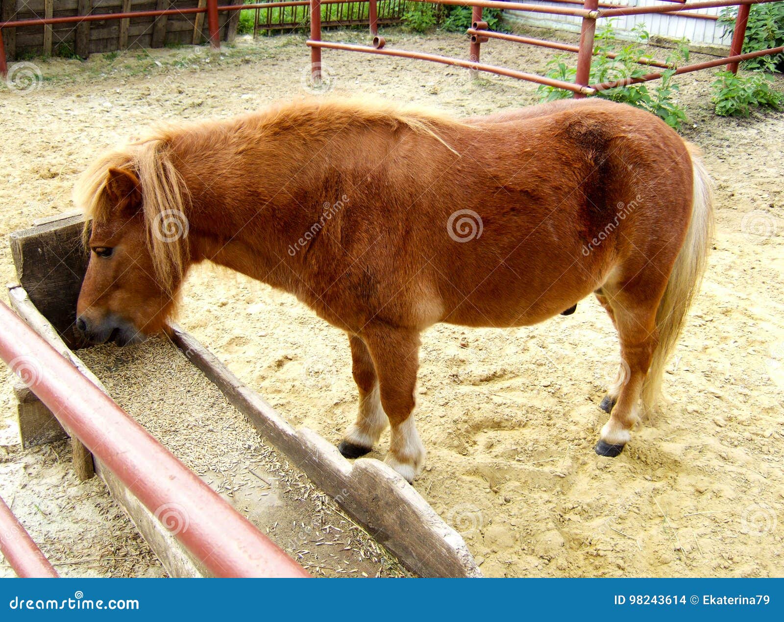Pony Eating Oats from Scoop Stock Photo - Image of hungry, pony: 98243614