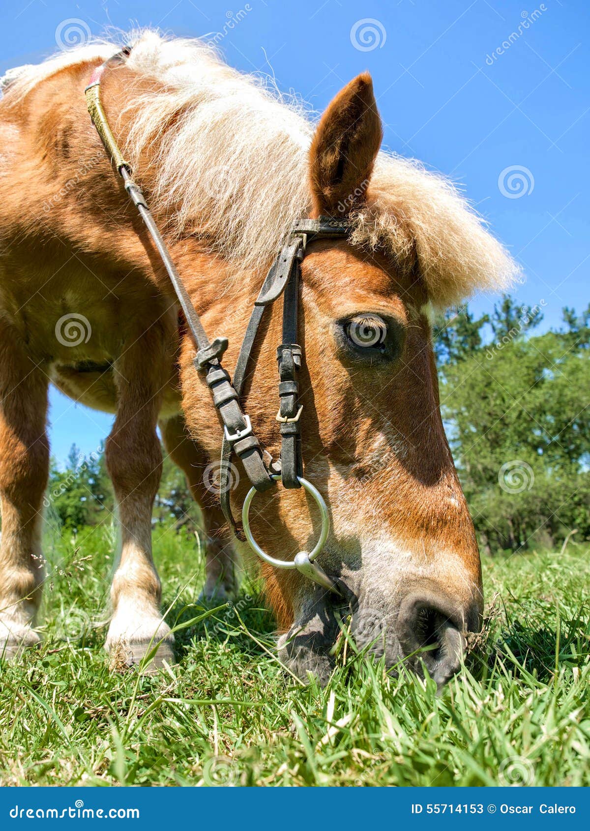 Pony eating stock image. Image of nature, herbs, fauna - 55714153