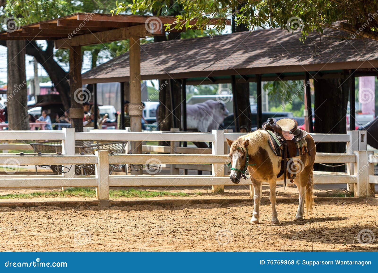 Pony in Farm or Livestock stock photo. Image of pony - 76769868