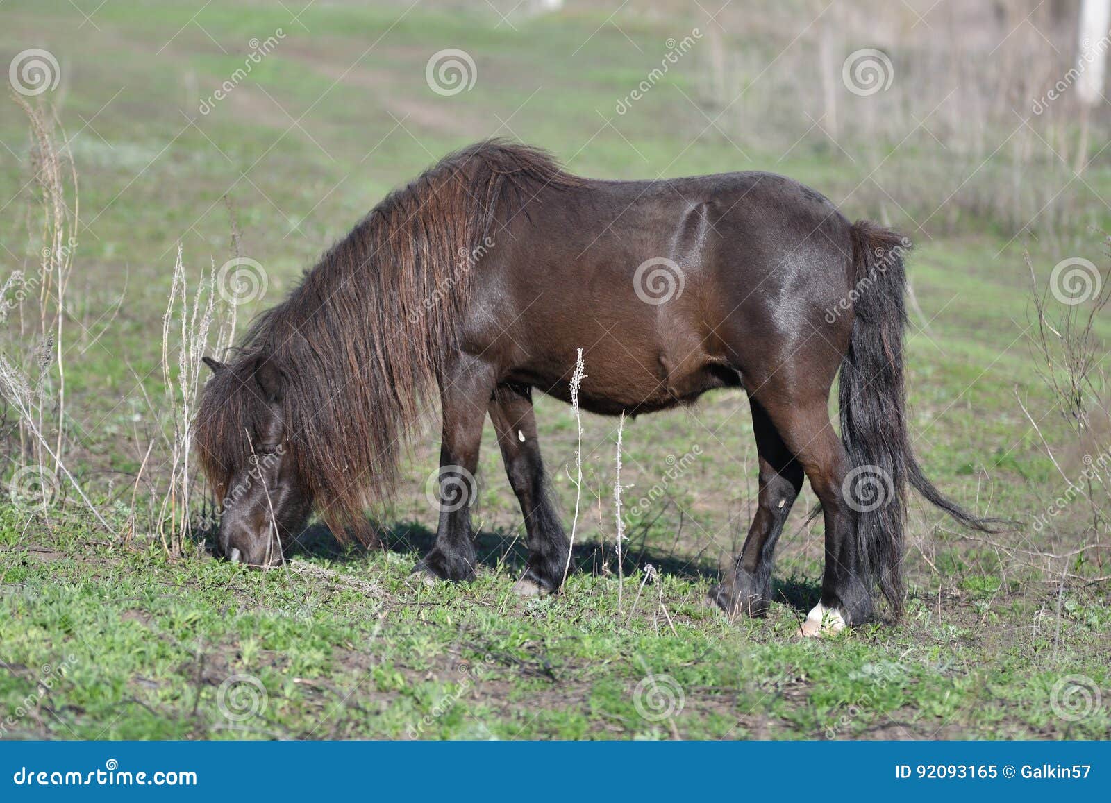 Pony on farm stock image. Image of pasture, ranch, grass - 92093165