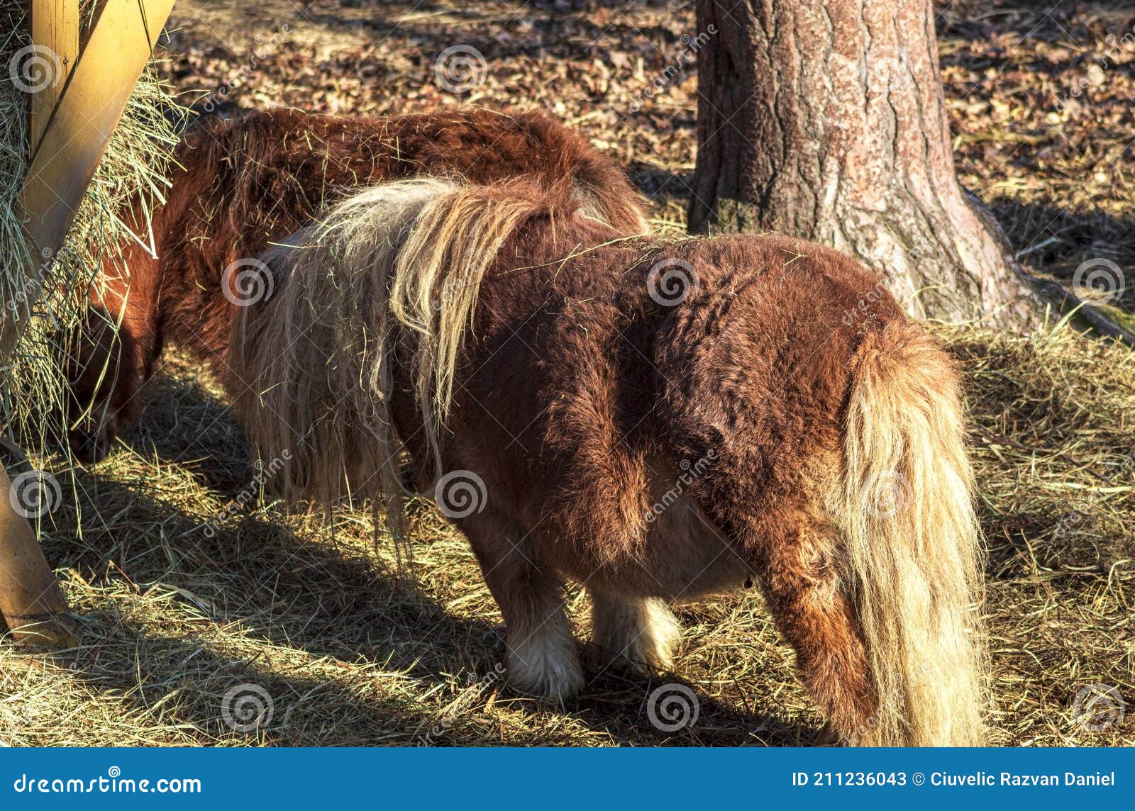 Pony on a farm wallpaper stock image. Image of nature - 211236043