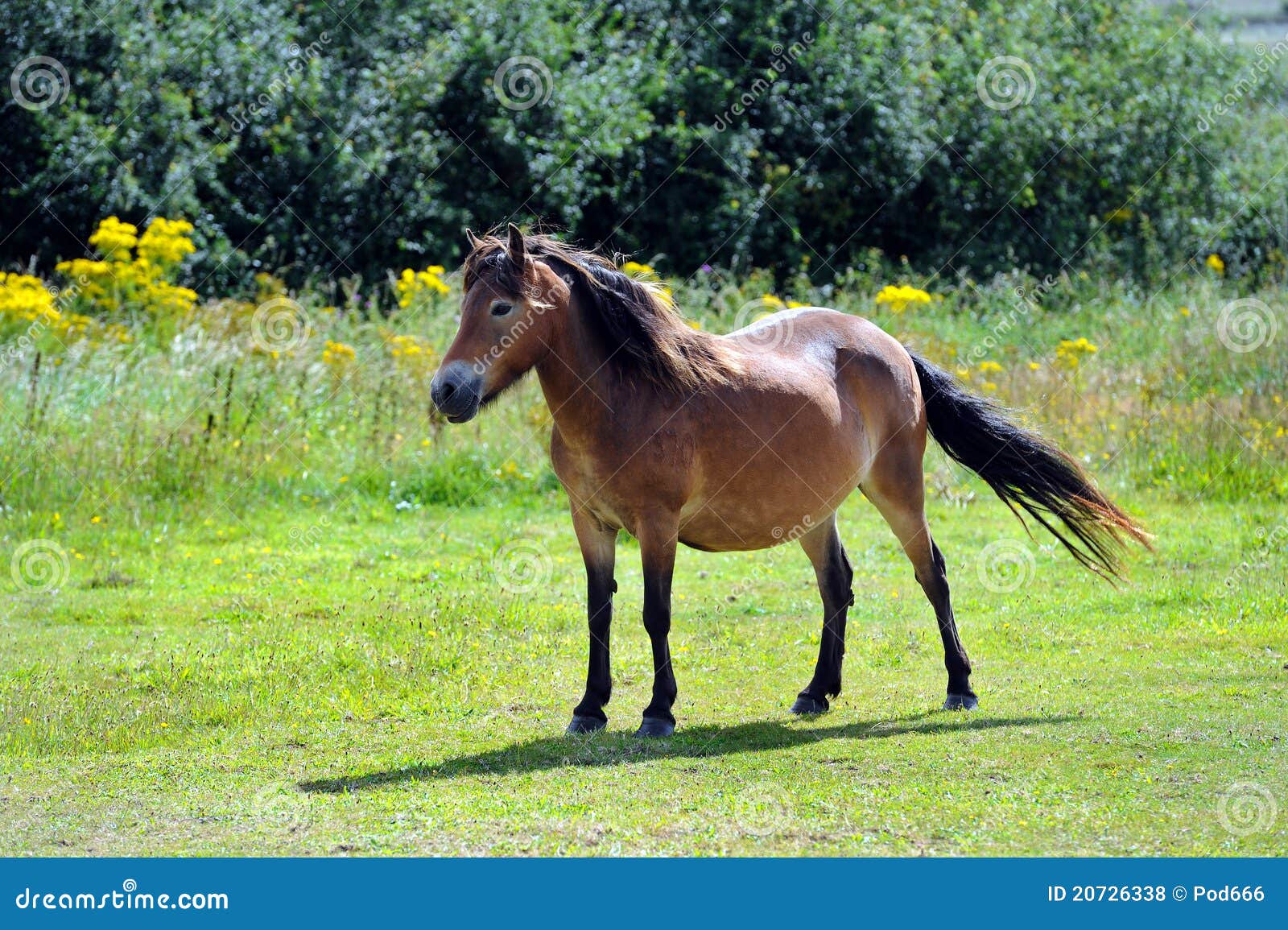 Pony in field stock photo. Image of breeding, inquisitive - 20726338