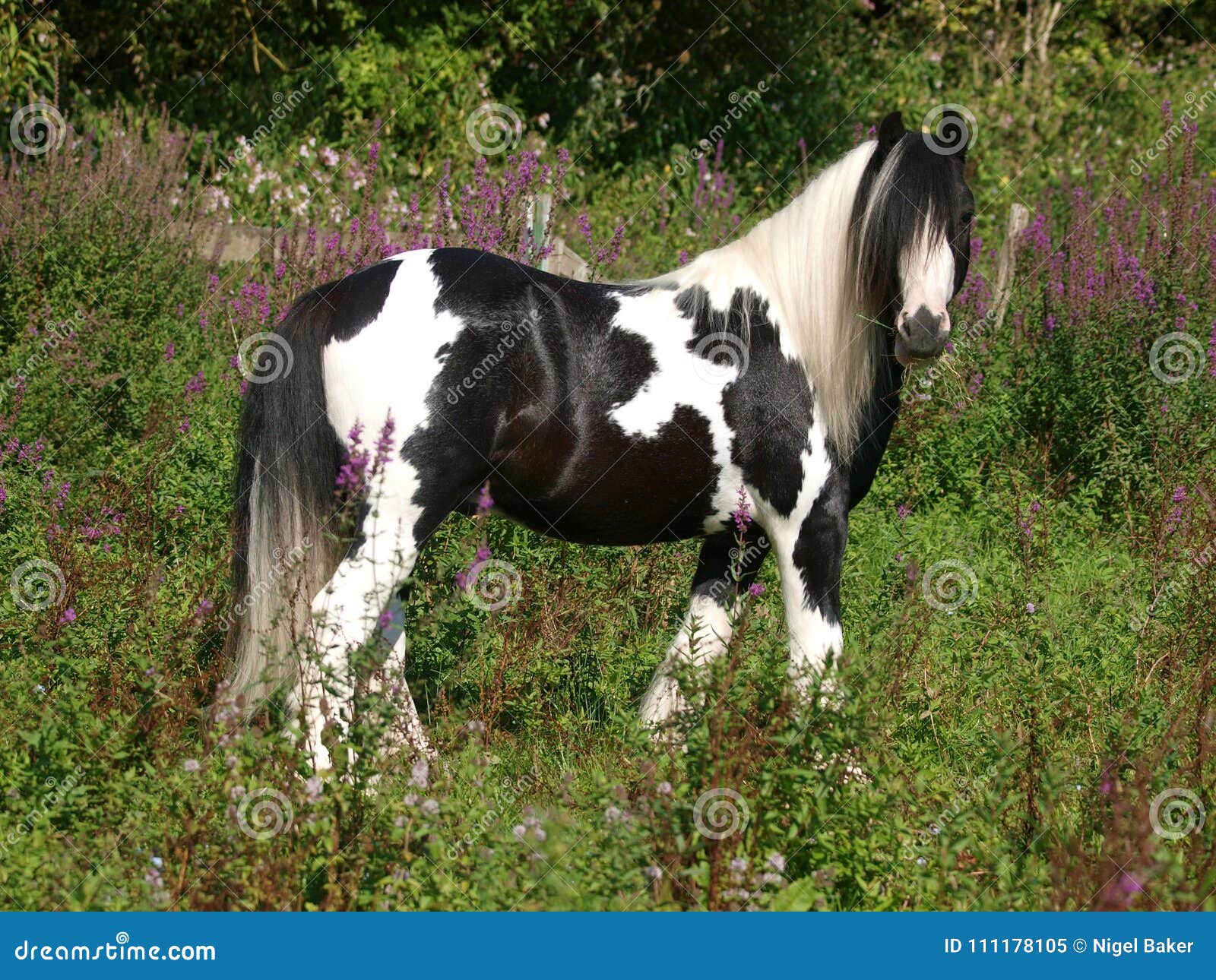 Pony in Flowers stock image. Image of countryside, single - 111178105