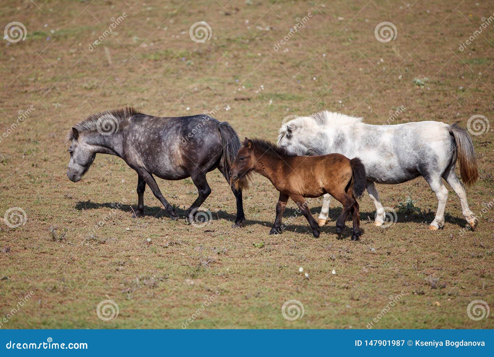 Pony with Foal in the Pasture Stock Image - Image of pasture, field ...