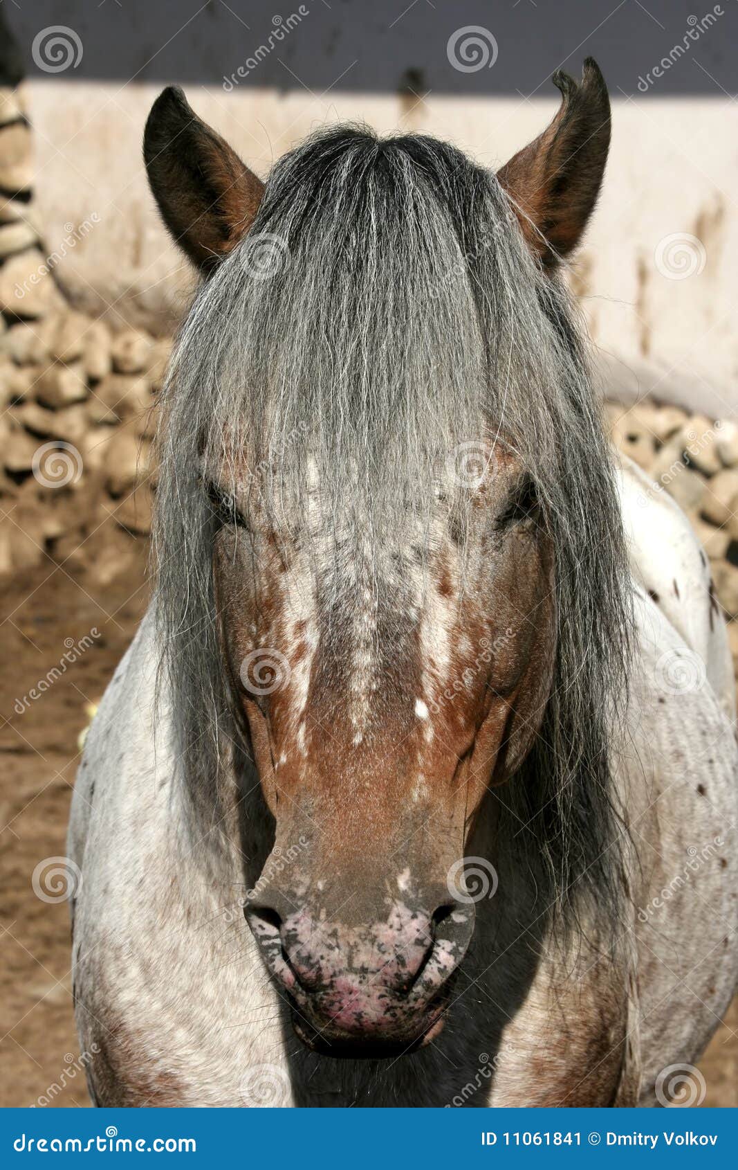 Pony head stock image. Image of pony, hair, animal, vertical - 11061841