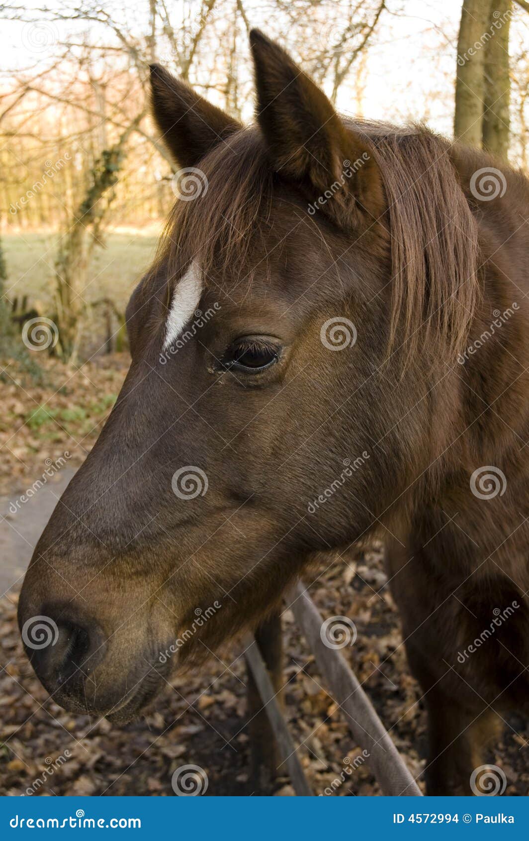 Pony head stock photo. Image of seizoen, pony, brown, autumn - 4572994