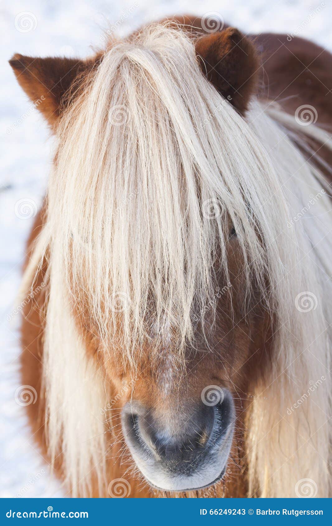 Pony head stock image. Image of head, long, muzzle, animal - 66249243