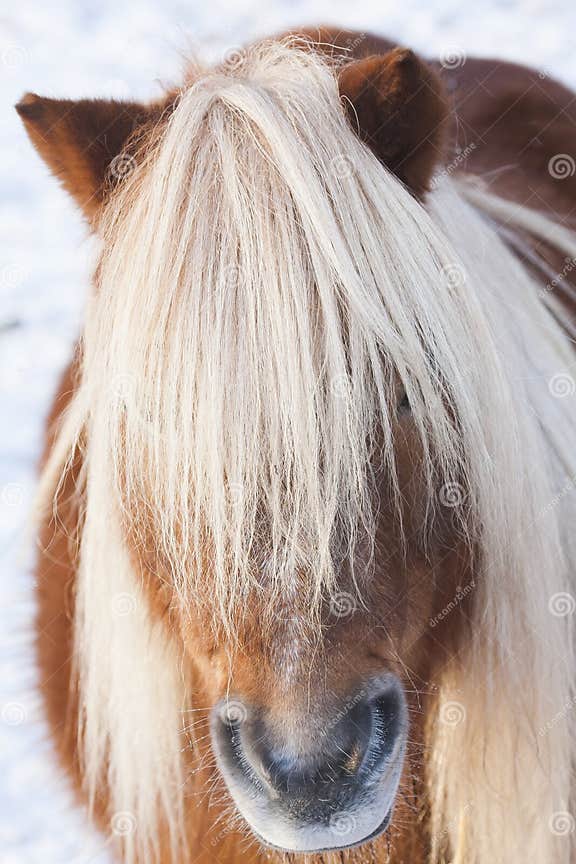 Pony head stock image. Image of head, long, muzzle, animal - 66249243