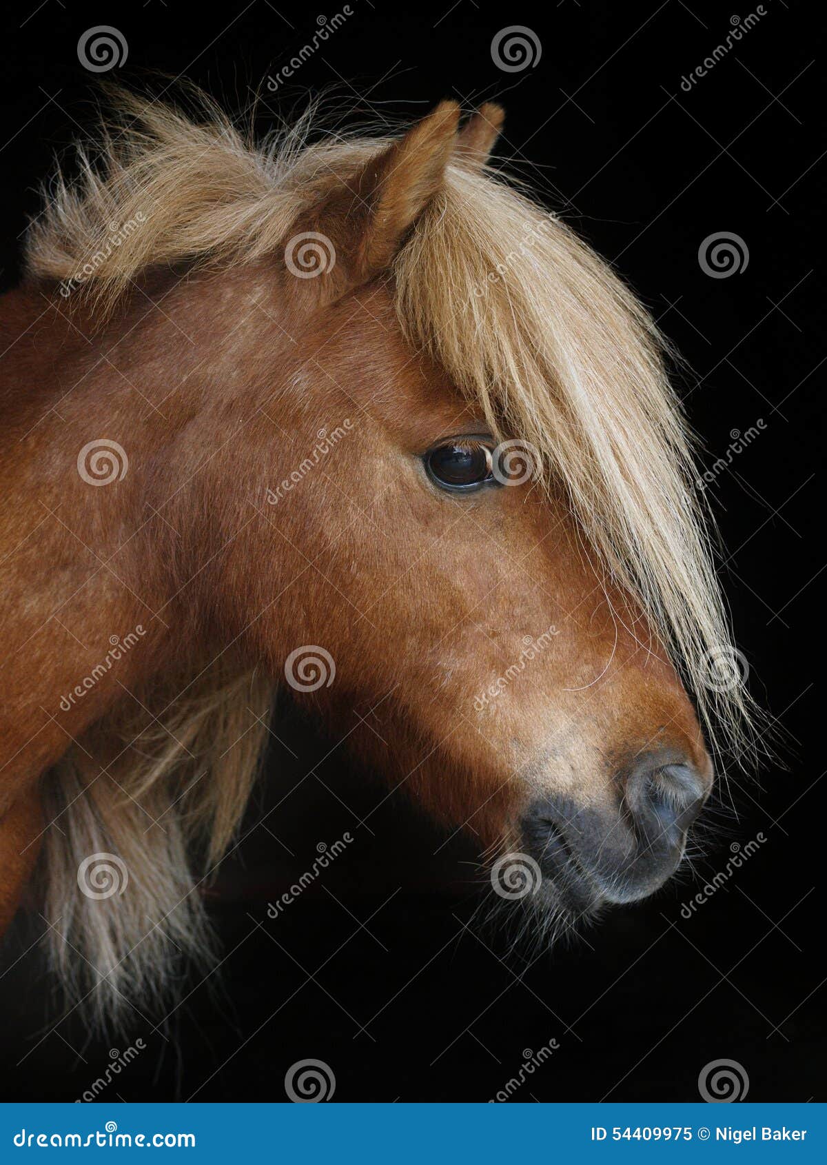 Pony Head Shot stock image. Image of isolated, equestrian - 54409975