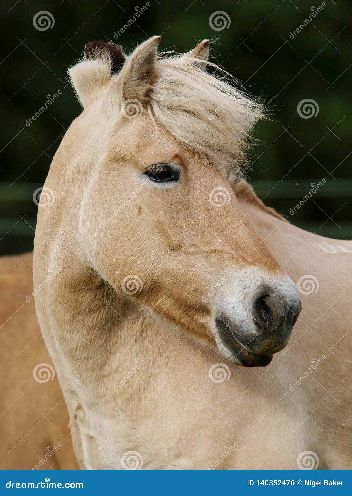 Pony Head Shot stock photo. Image of beauty, head, look - 140352476