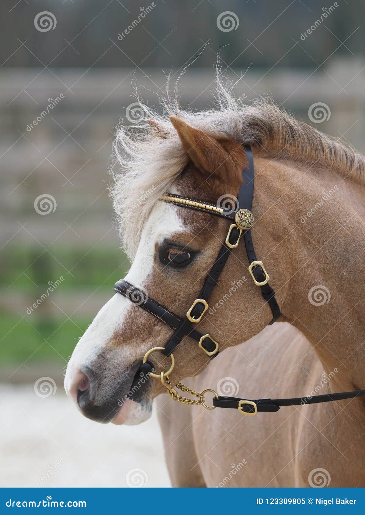 Pony Head Shot stock image. Image of shot, single, equestrian - 123309805