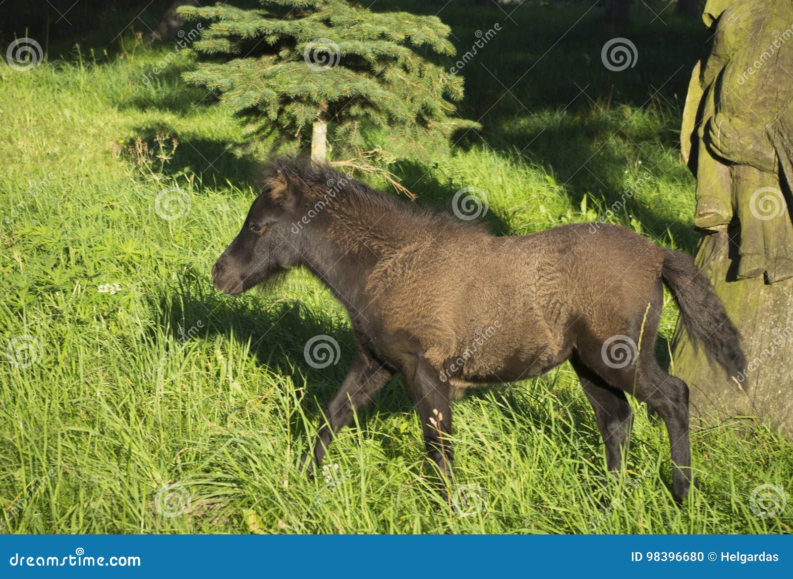 Pony horse litter stock photo. Image of love, grass, litter - 98396680