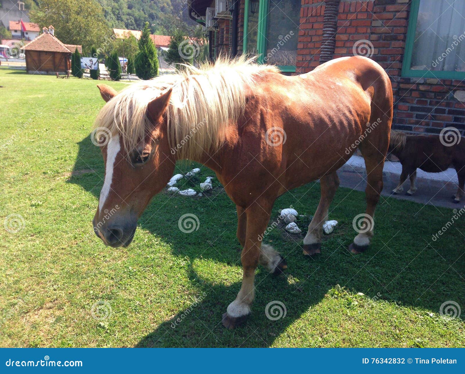 Pony horse stock photo. Image of creature, herbivorous - 76342832
