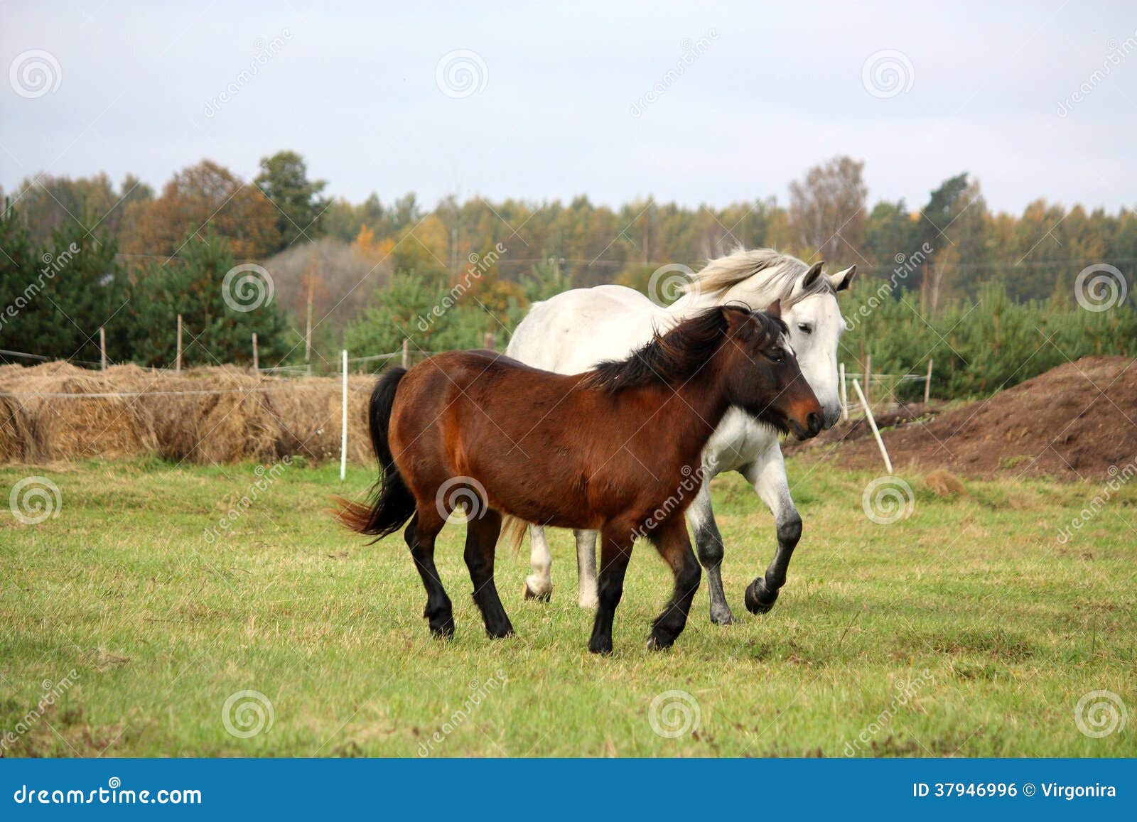 Pony and Horse Running Together Stock Photo - Image of race, cute: 37946996