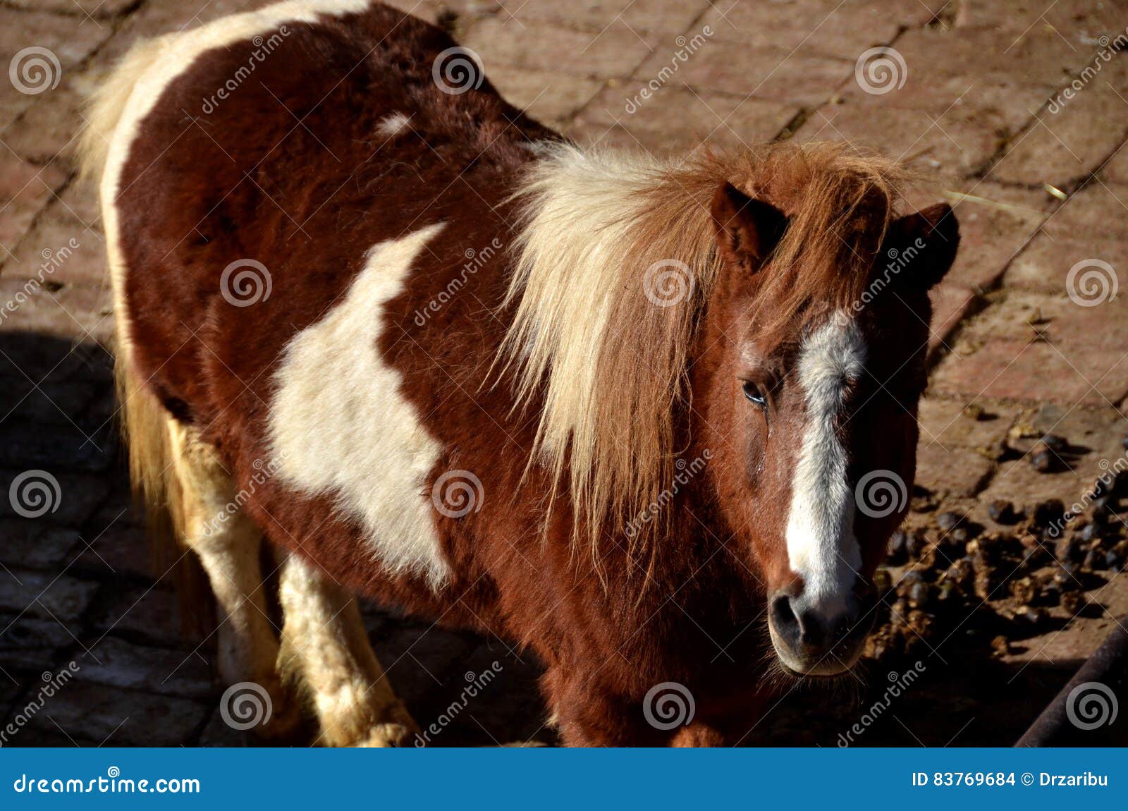 Pony horse stock photo. Image of farm, country, children - 83769684