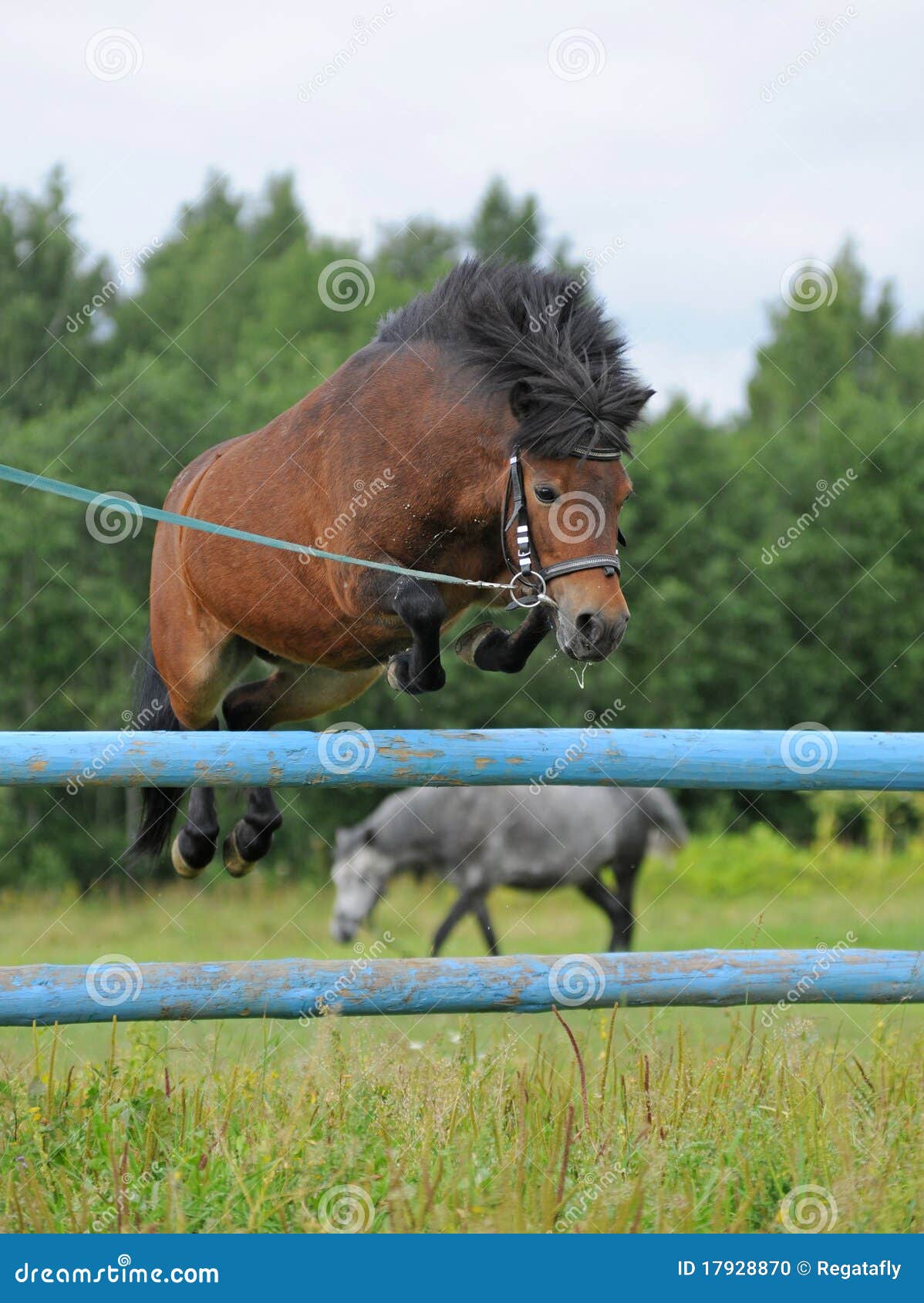 The pony jumps stock photo. Image of light, color, horses - 17928870