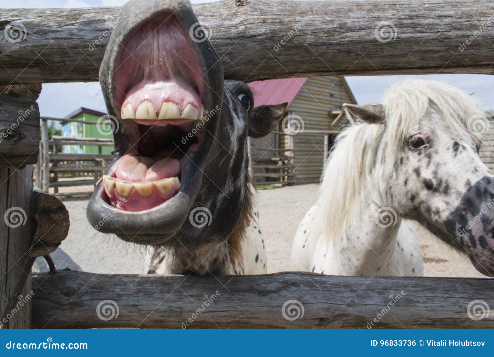 Pony is laughing stock photo. Image of meadow, equestrian - 96833736