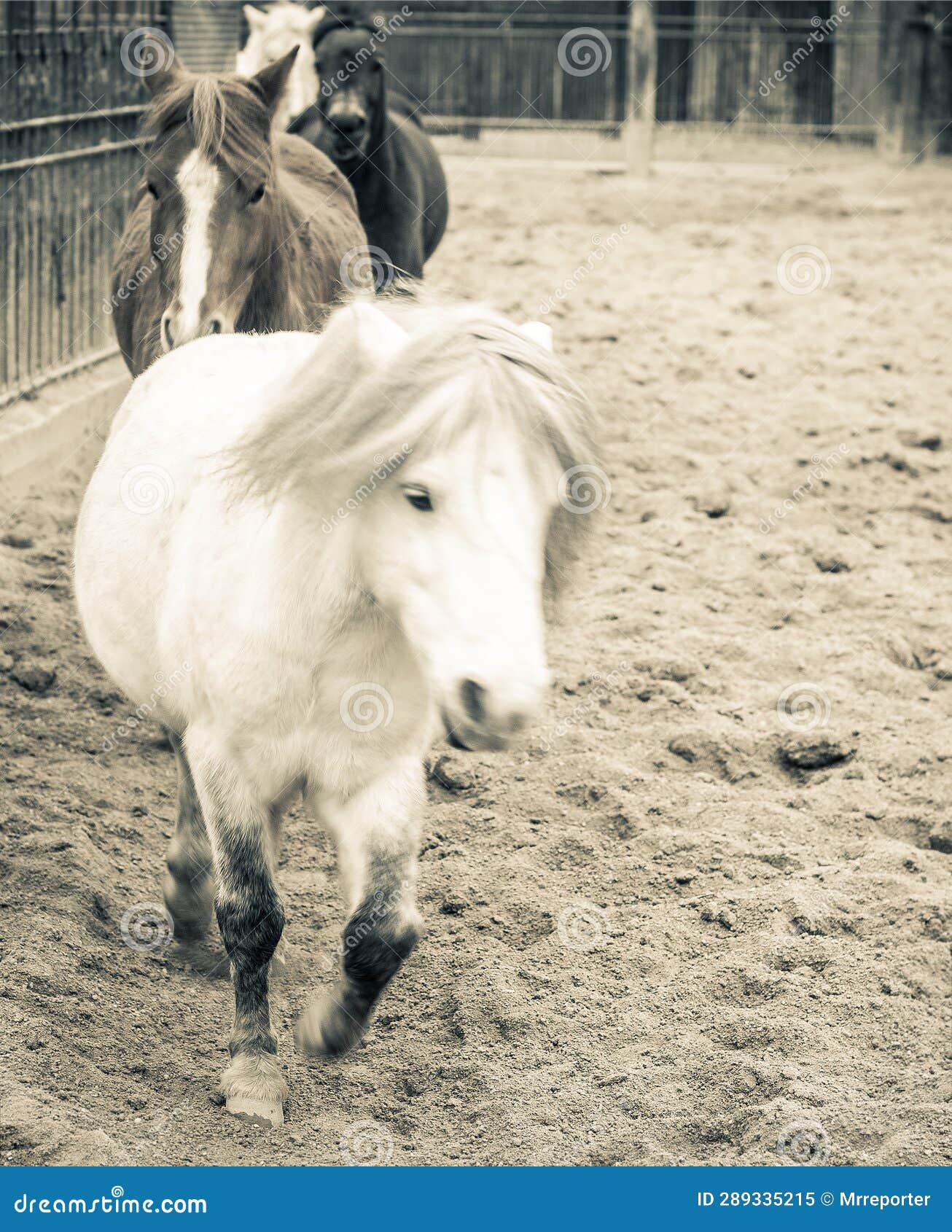 Pony Little Horses Walking in Line at Ranch Stock Image - Image of ...