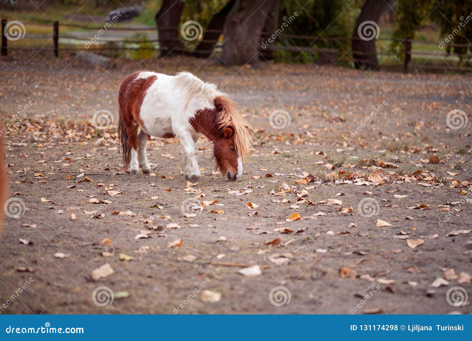 Pony Miniature Horse. Outdoors Stock Photo - Image of miniature, field ...