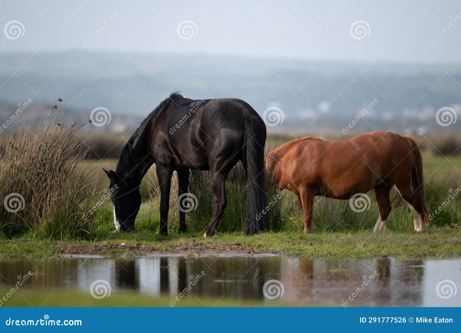 Pony on Northam Burrows in North Devon Stock Photo - Image of original ...