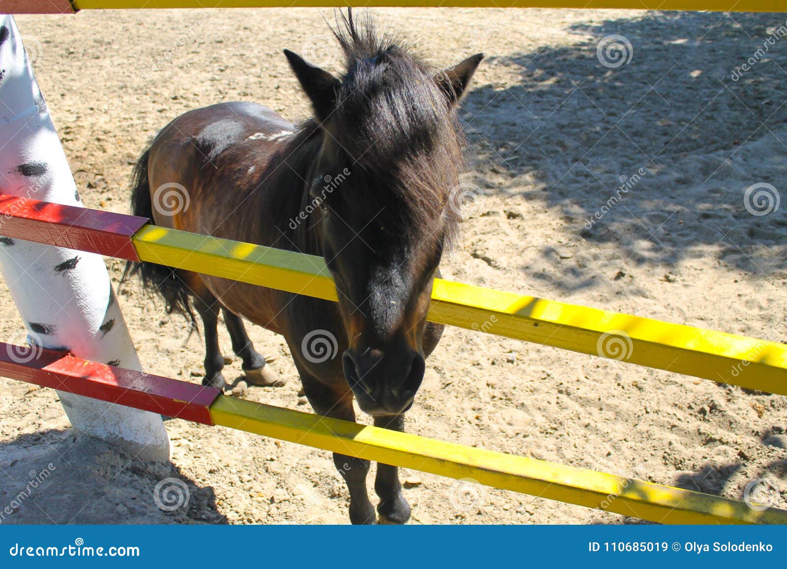 Pony in a paddock stock image. Image of draught, foal - 110685019