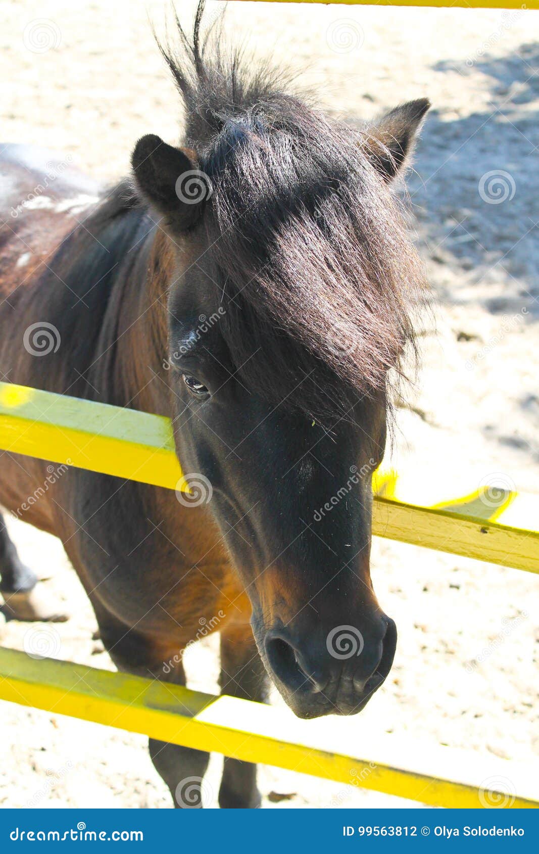 Pony in a paddock stock photo. Image of farm, dark, livestock - 99563812