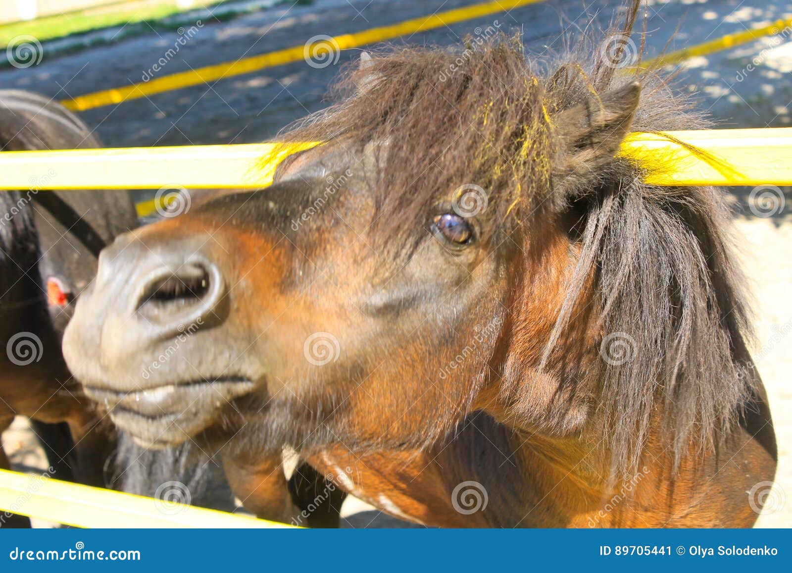 Pony in a paddock stock image. Image of livestock, outdoor - 89705441