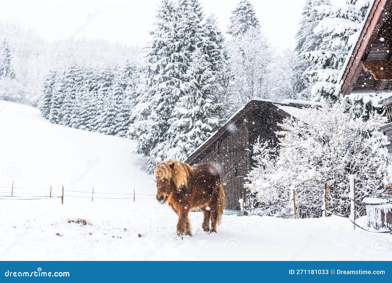 Pony on a Pasture in the Alps in Winter with Snowfall Stock Image ...