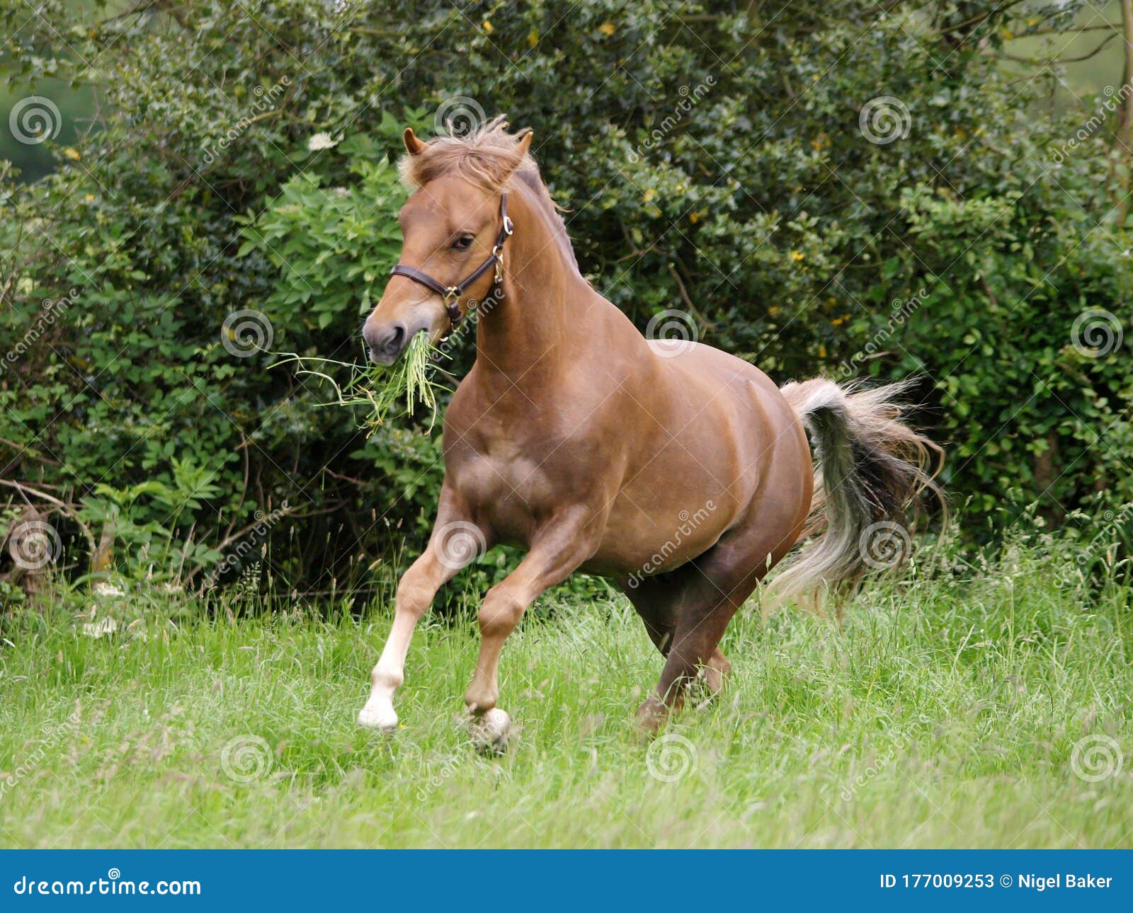 Pony Playing stock image. Image of breed, playful, spring - 177009253