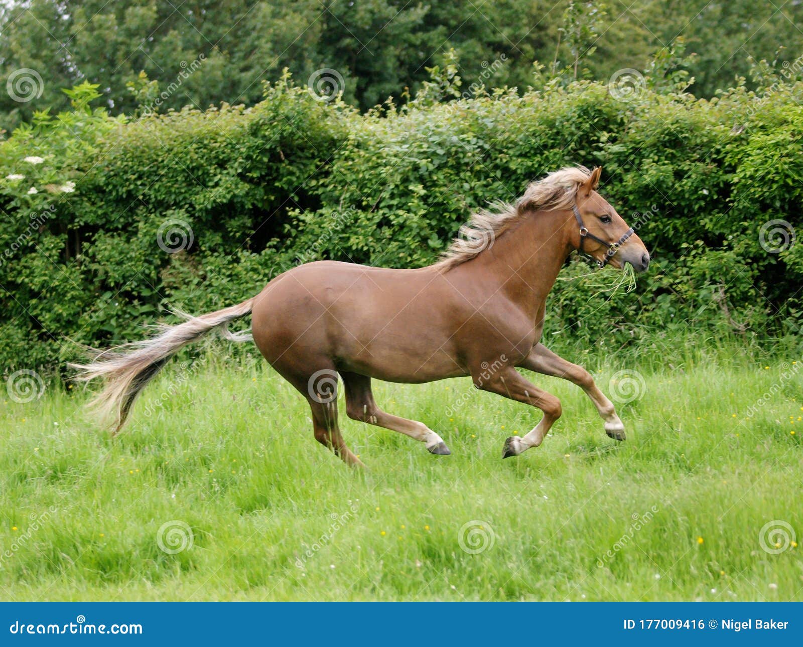 Pony Playing stock photo. Image of native, moorland - 177009416