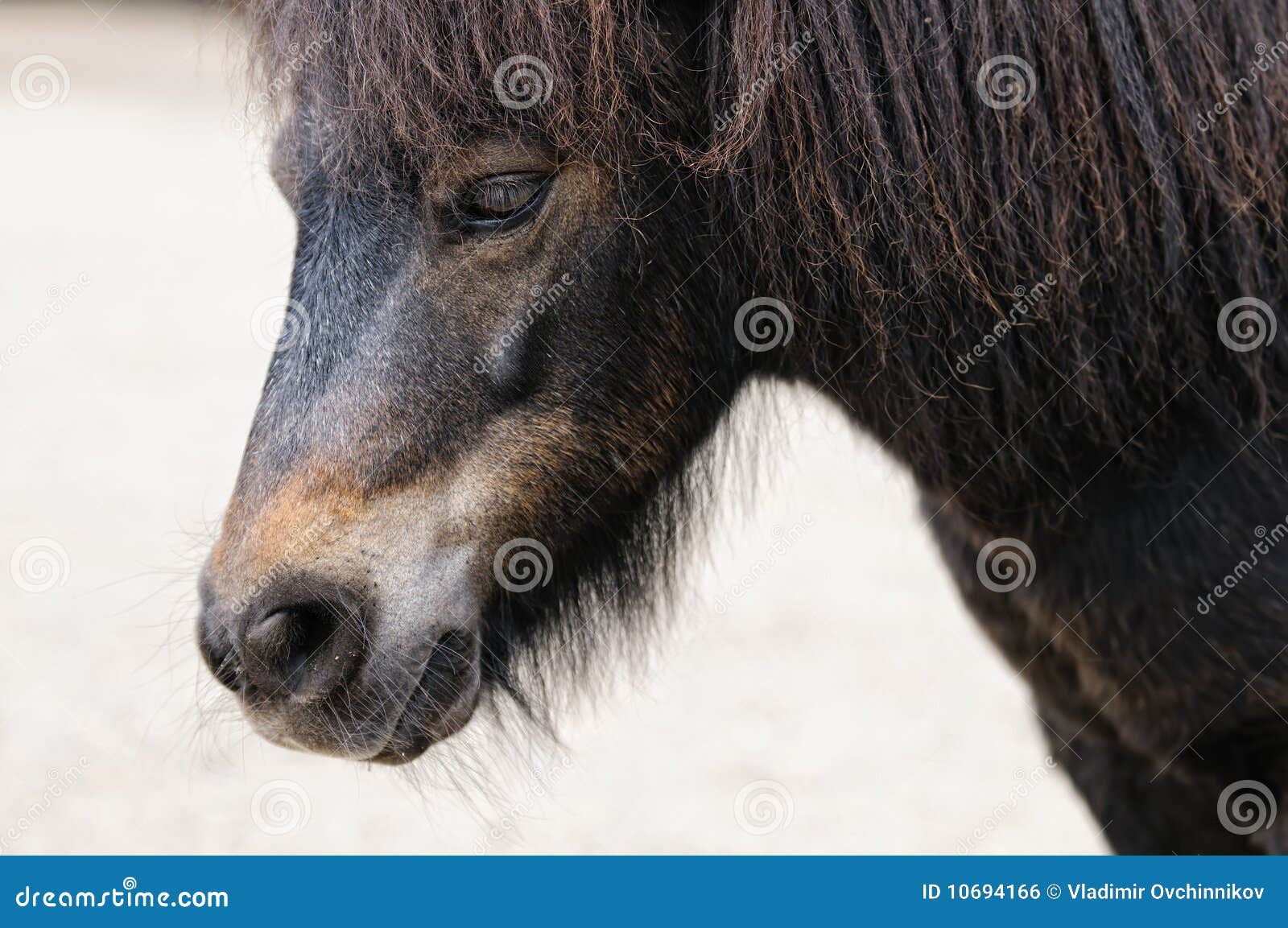 Pony portrait stock photo. Image of portrait, tranquil - 10694166
