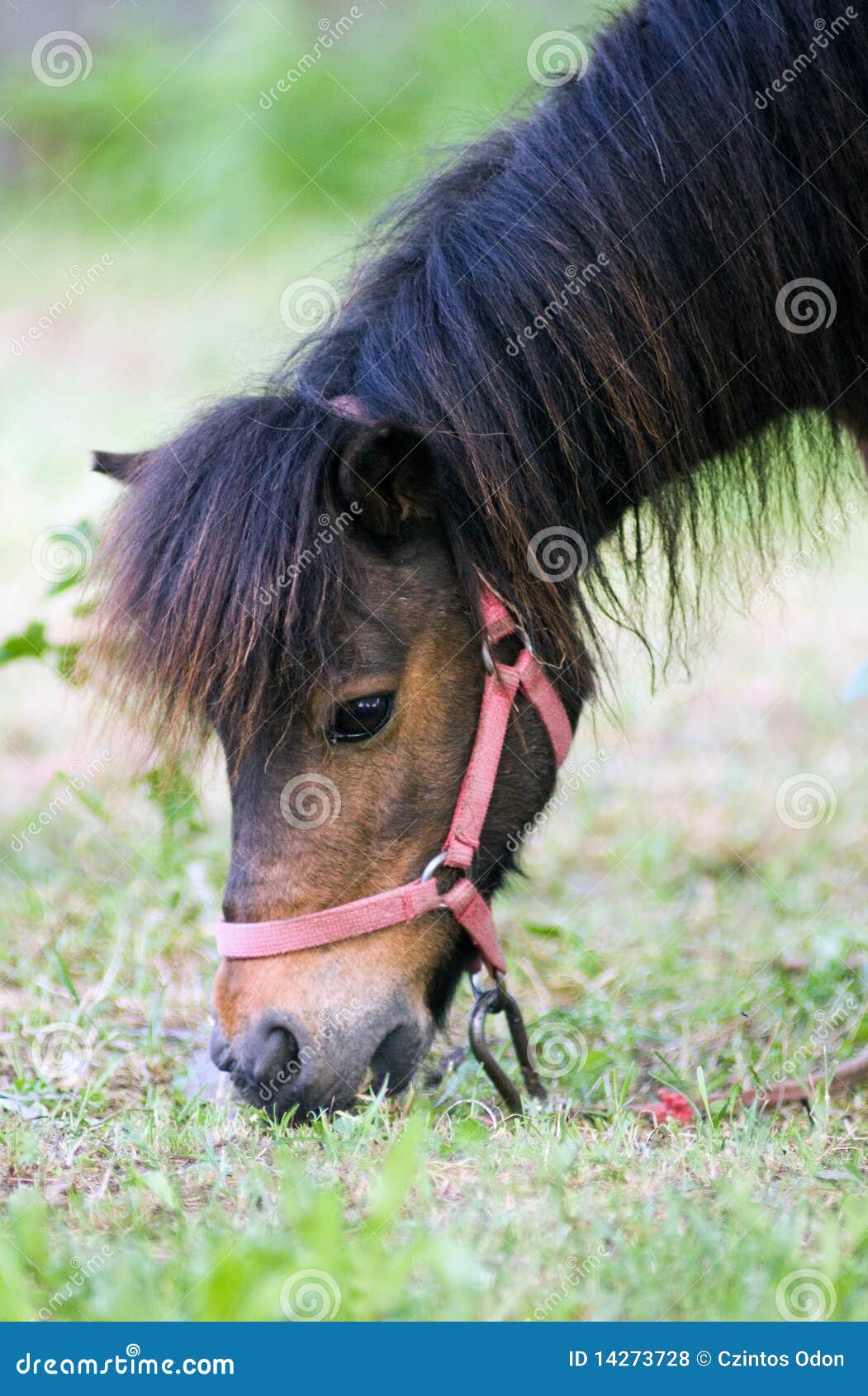 Pony portrait stock photo. Image of closeup, adults, corral - 14273728