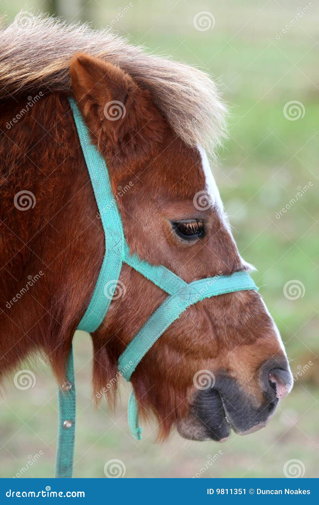 Pony Portrait stock image. Image of smile, animal, mane - 9811351