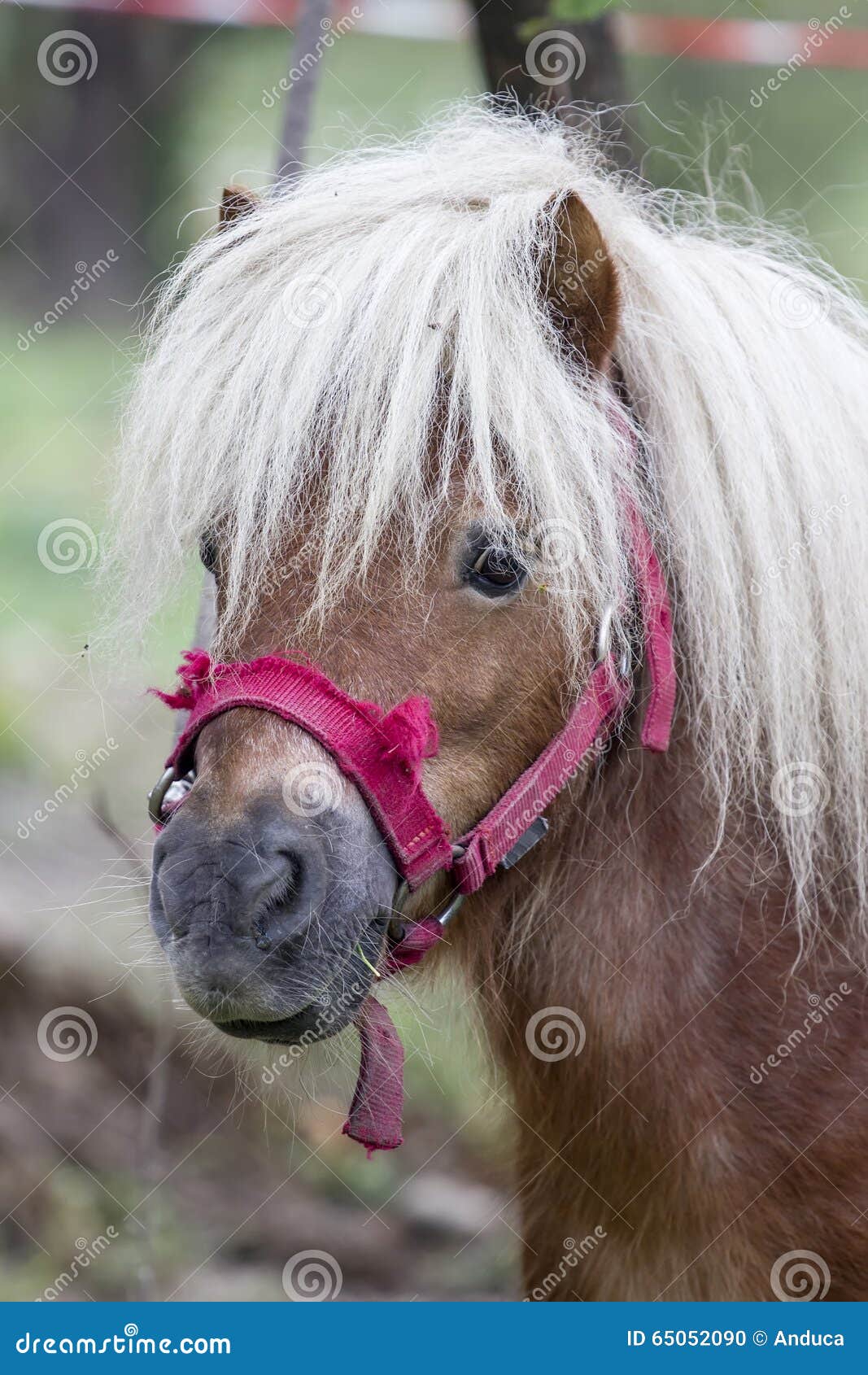Pony portrait stock photo. Image of white, eyes, equine - 65052090