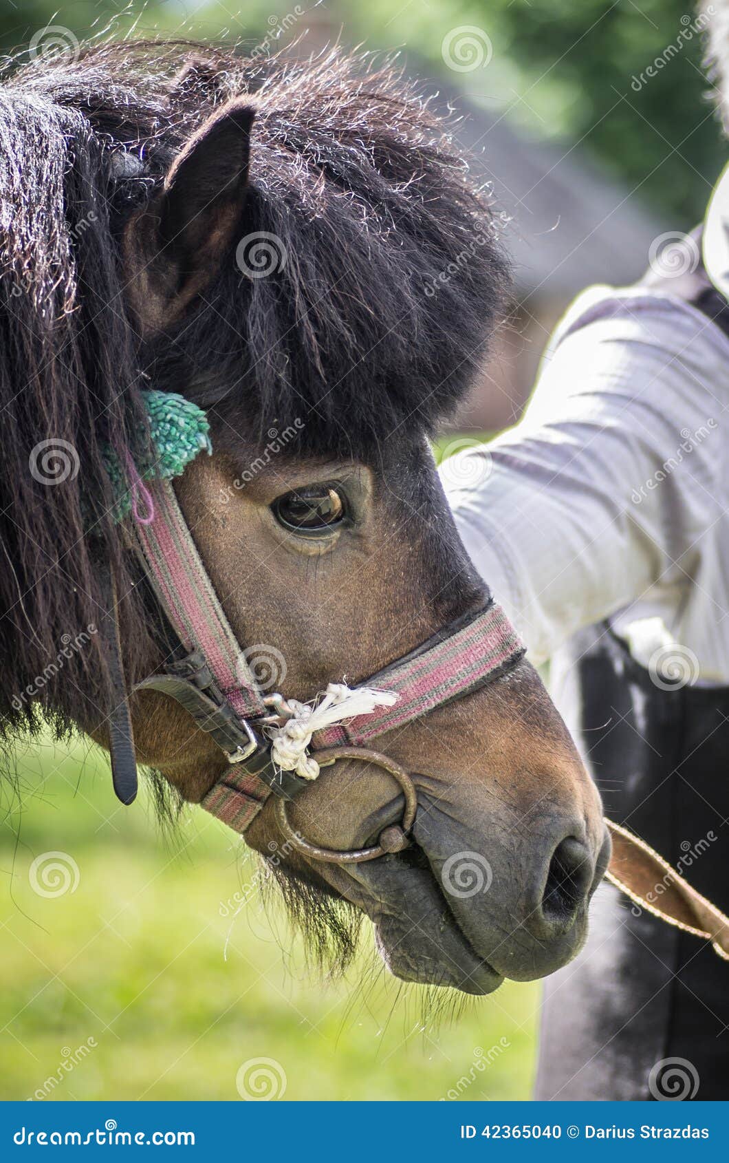 Pony portrait stock photo. Image of portrait, brown, animal - 42365040