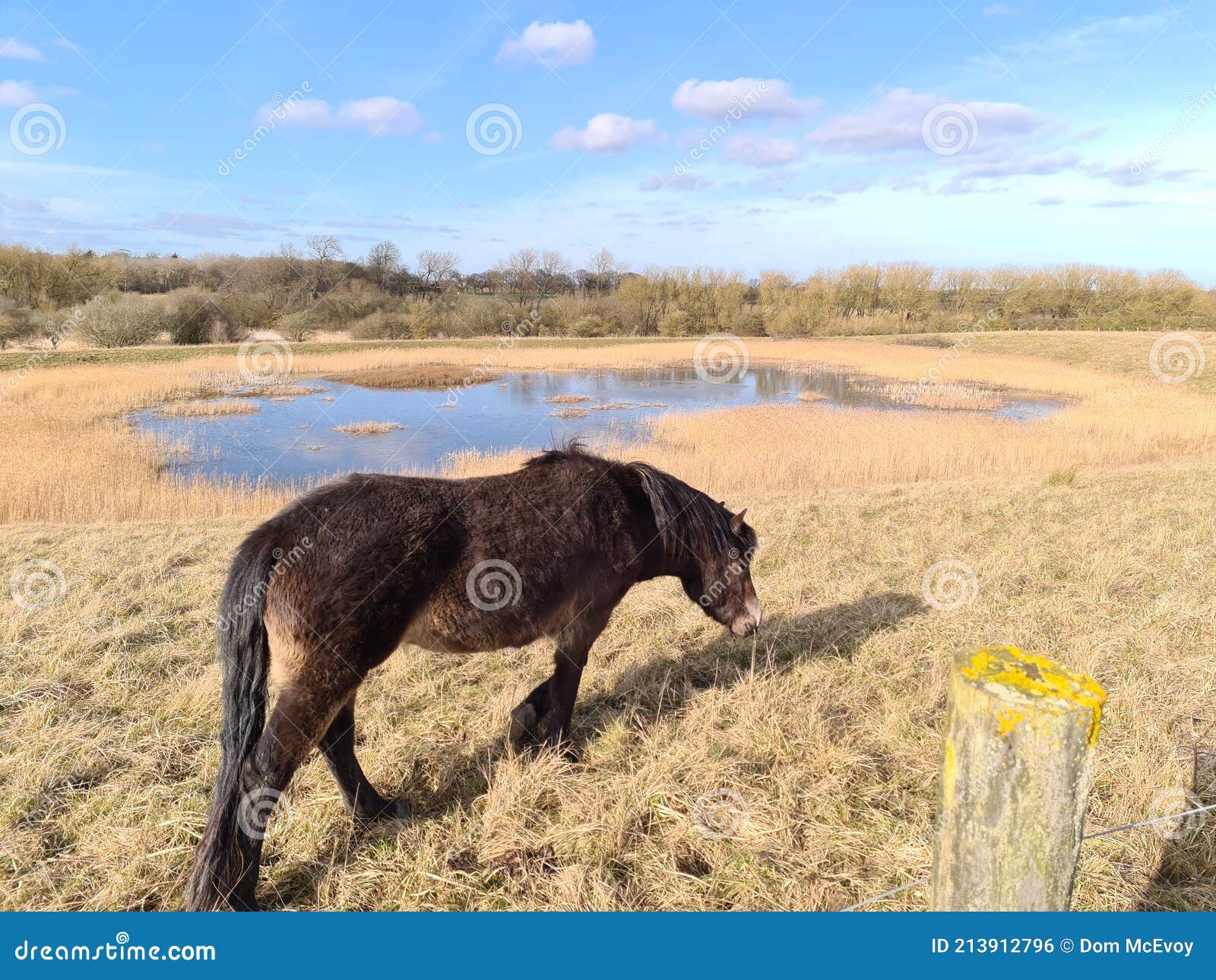 Pony Poser stock photo. Image of grassland, herd, animal - 213912796
