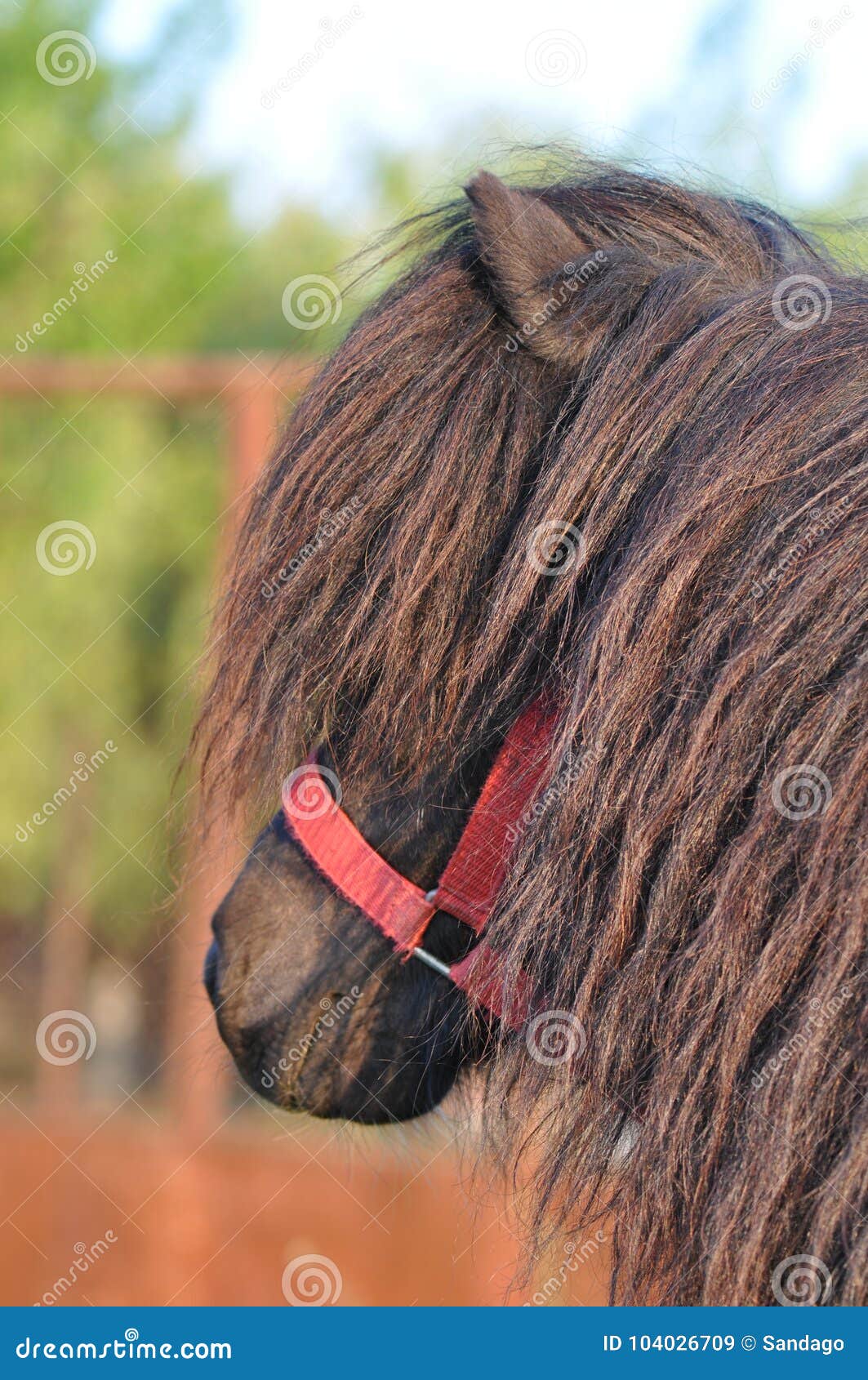 Pony profile stock image. Image of baby, adorable, foal - 104026709