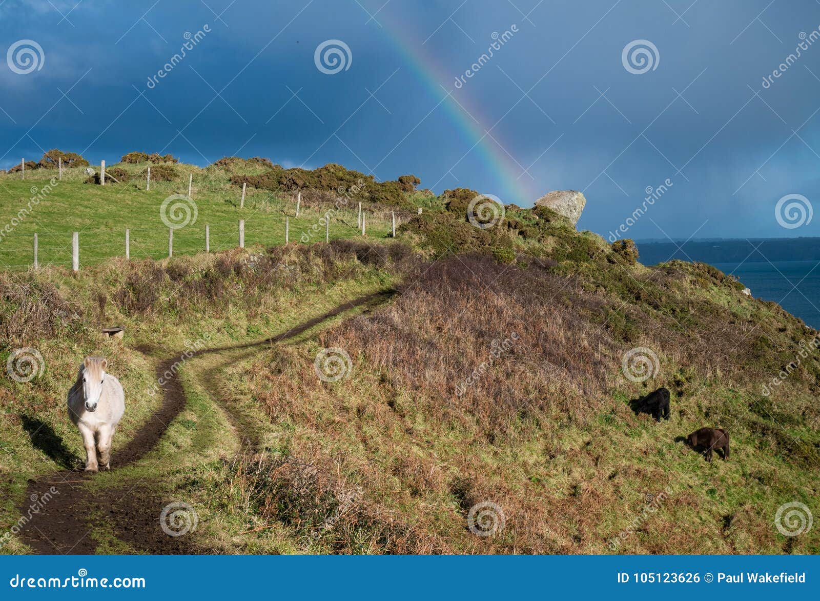 Pony and rainbow stock photo. Image of rain, pony, cornwall - 105123626