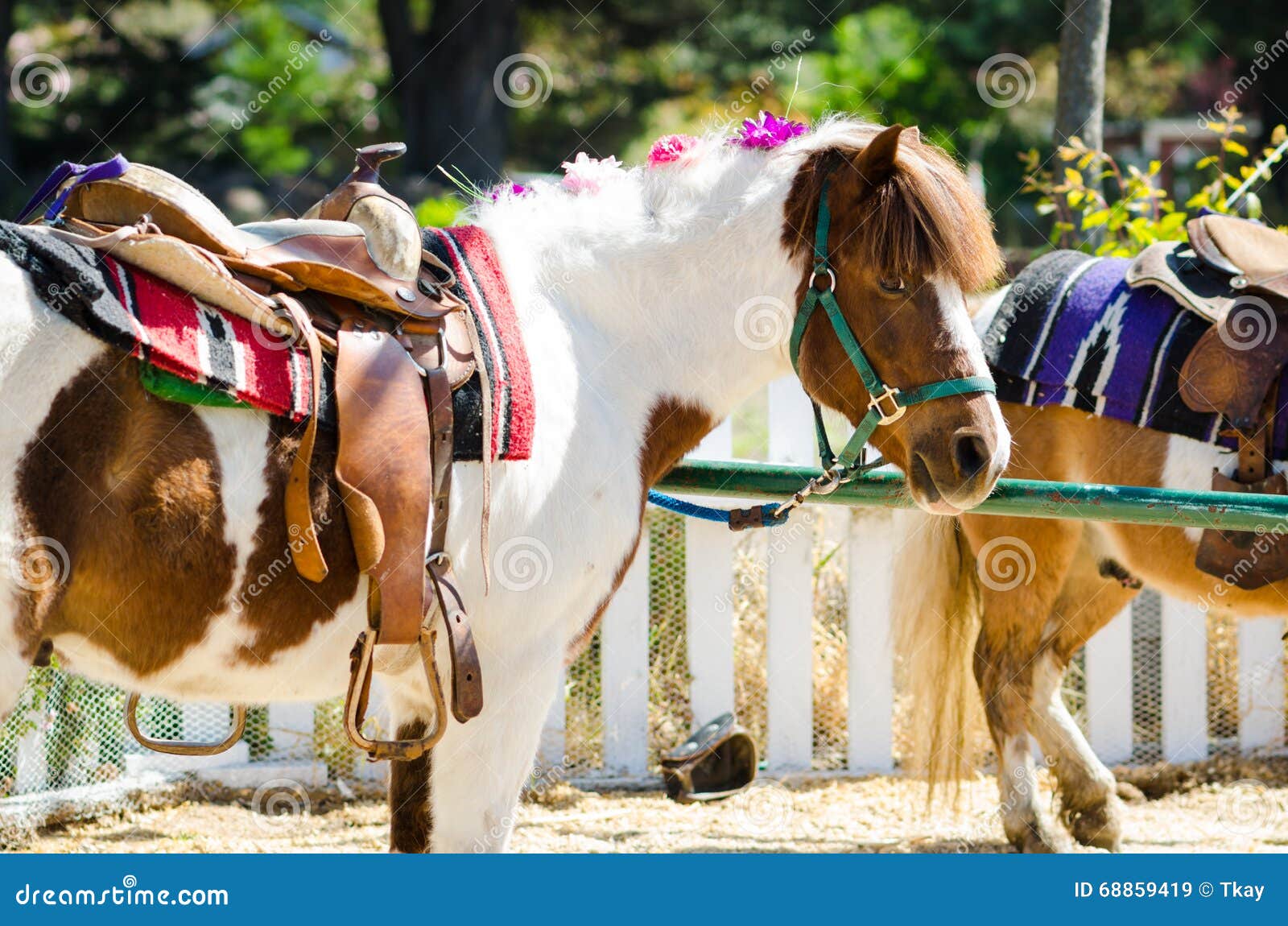 Pony Ride imagen de archivo. Imagen de paseo, granero - 68859419