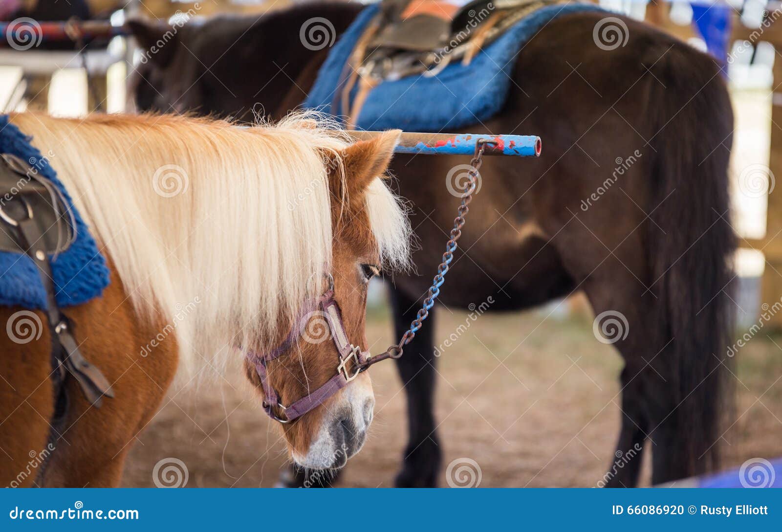 Pony rides at a fair stock photo. Image of ride, park - 66086920