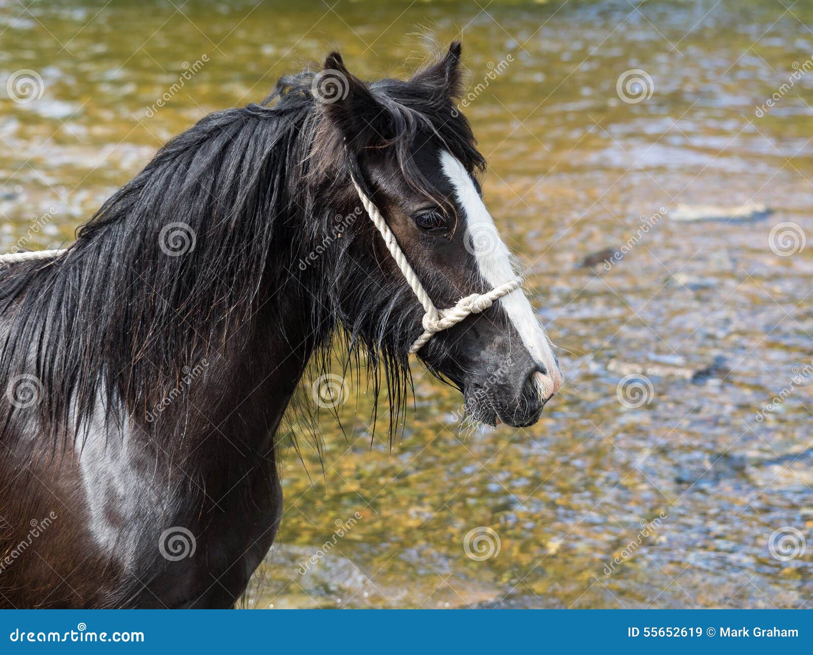 Pony in River stock image. Image of summer, background - 55652619