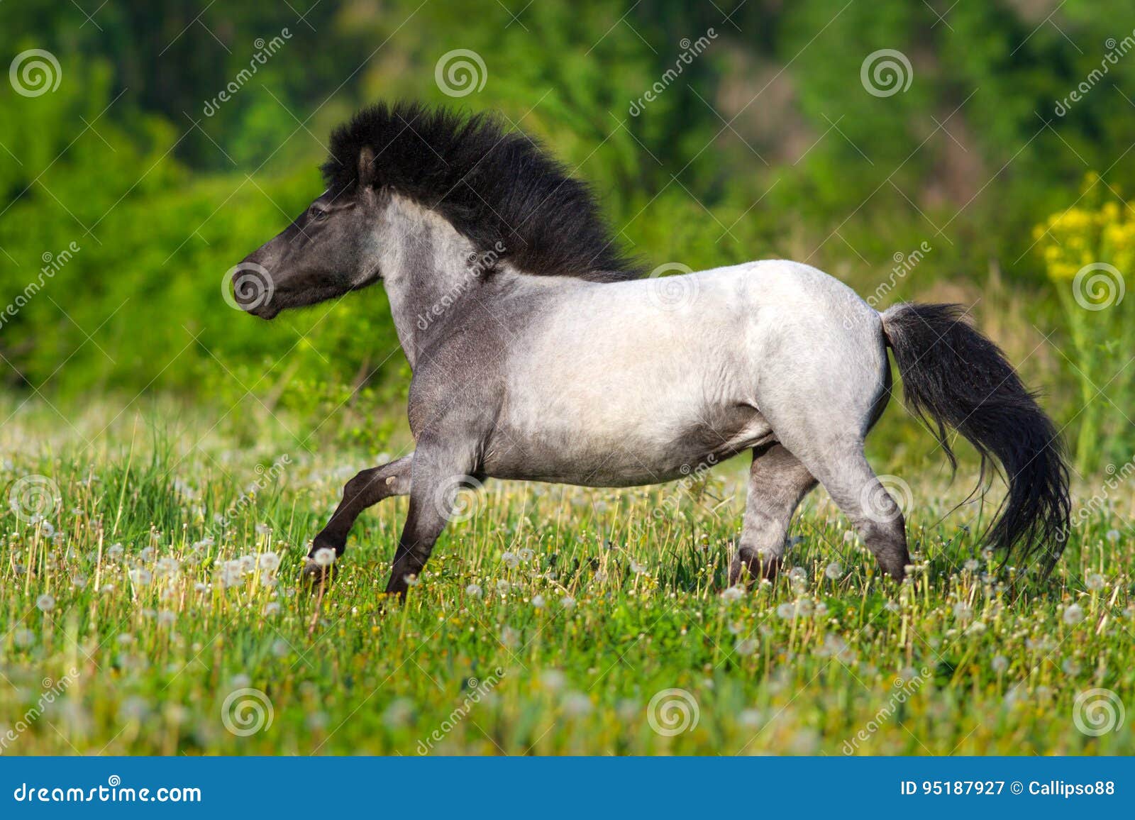 Pony run fast stock image. Image of animal, green, playful - 95187927