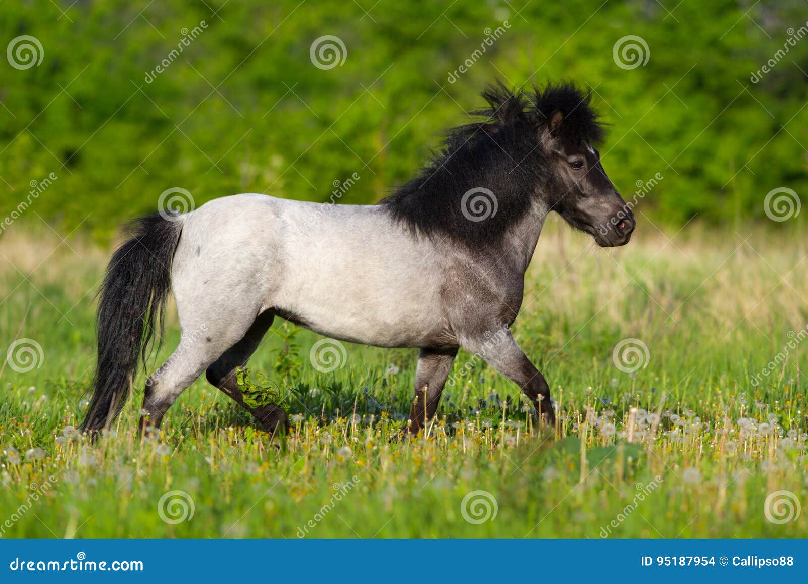 Pony run fast stock photo. Image of ranch, beautiful - 95187954