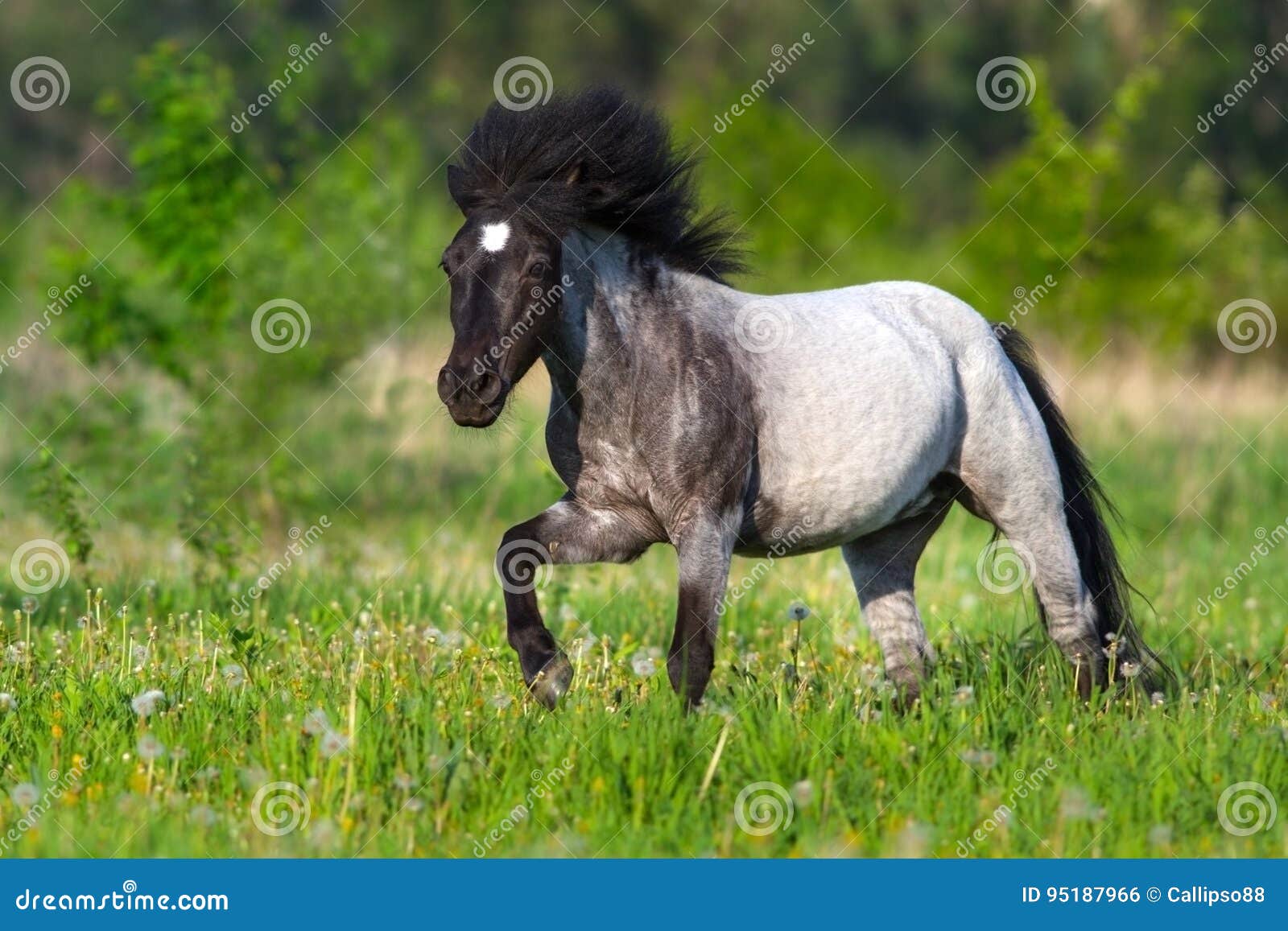 Pony run fast stock photo. Image of baby, domestic, playful - 95187966