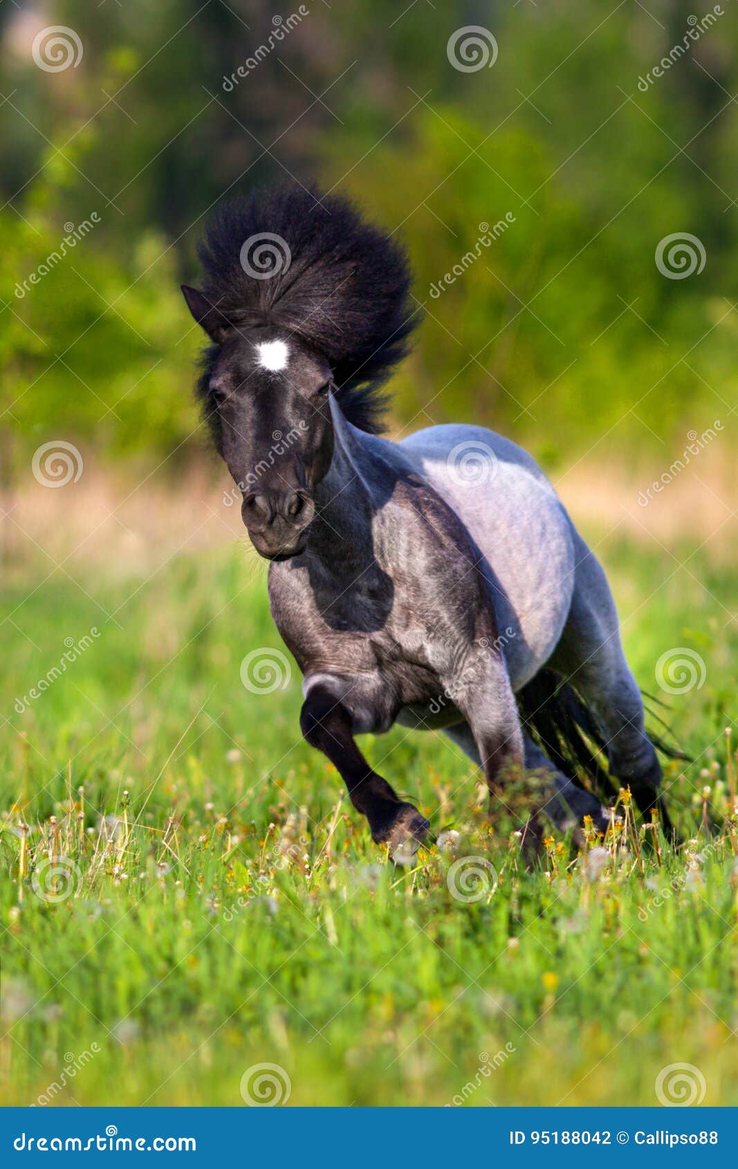 Pony run fast stock photo. Image of baby, meadow, farm - 95188042