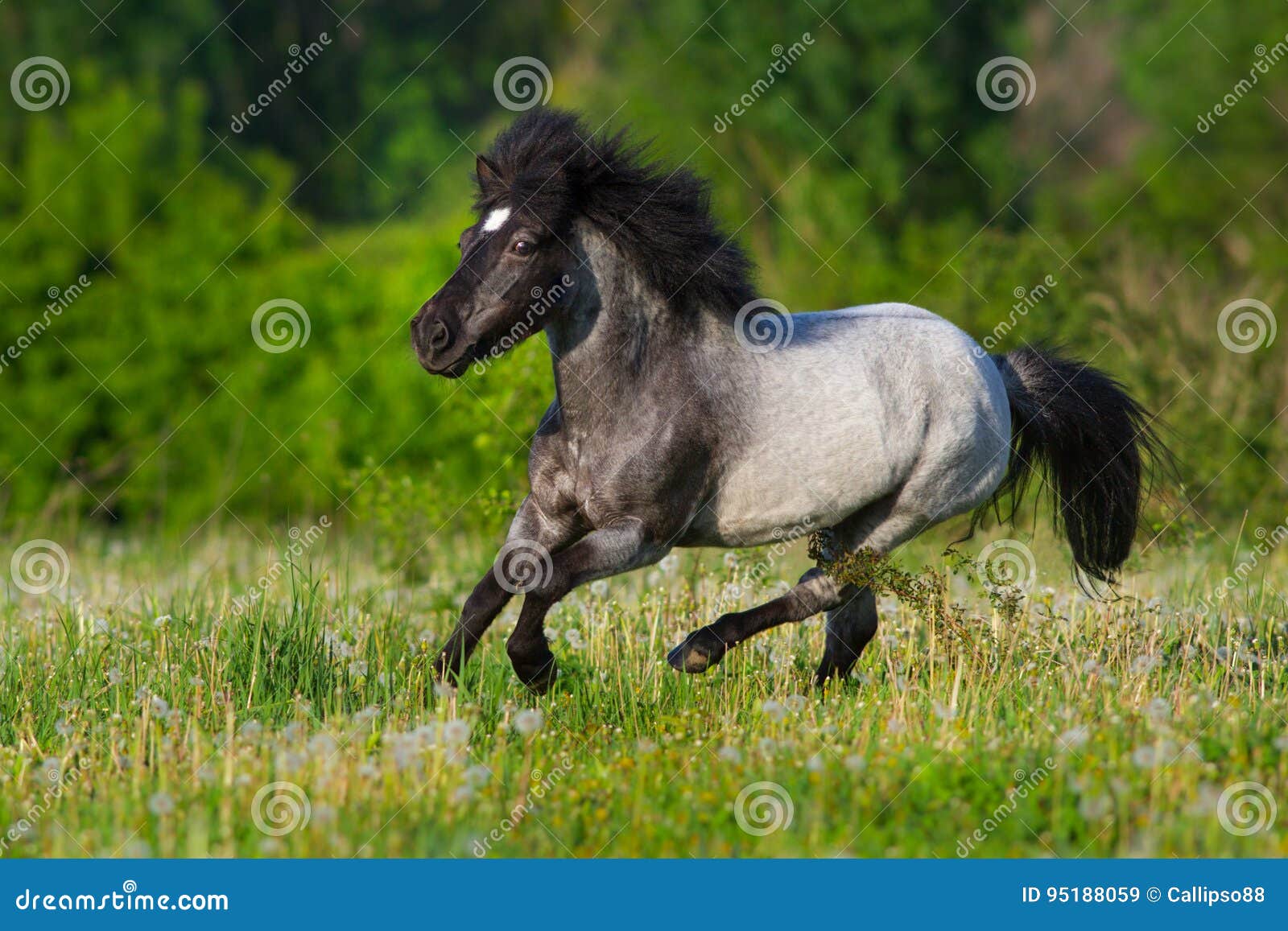 Pony run fast stock image. Image of outdoor, outside - 95188059
