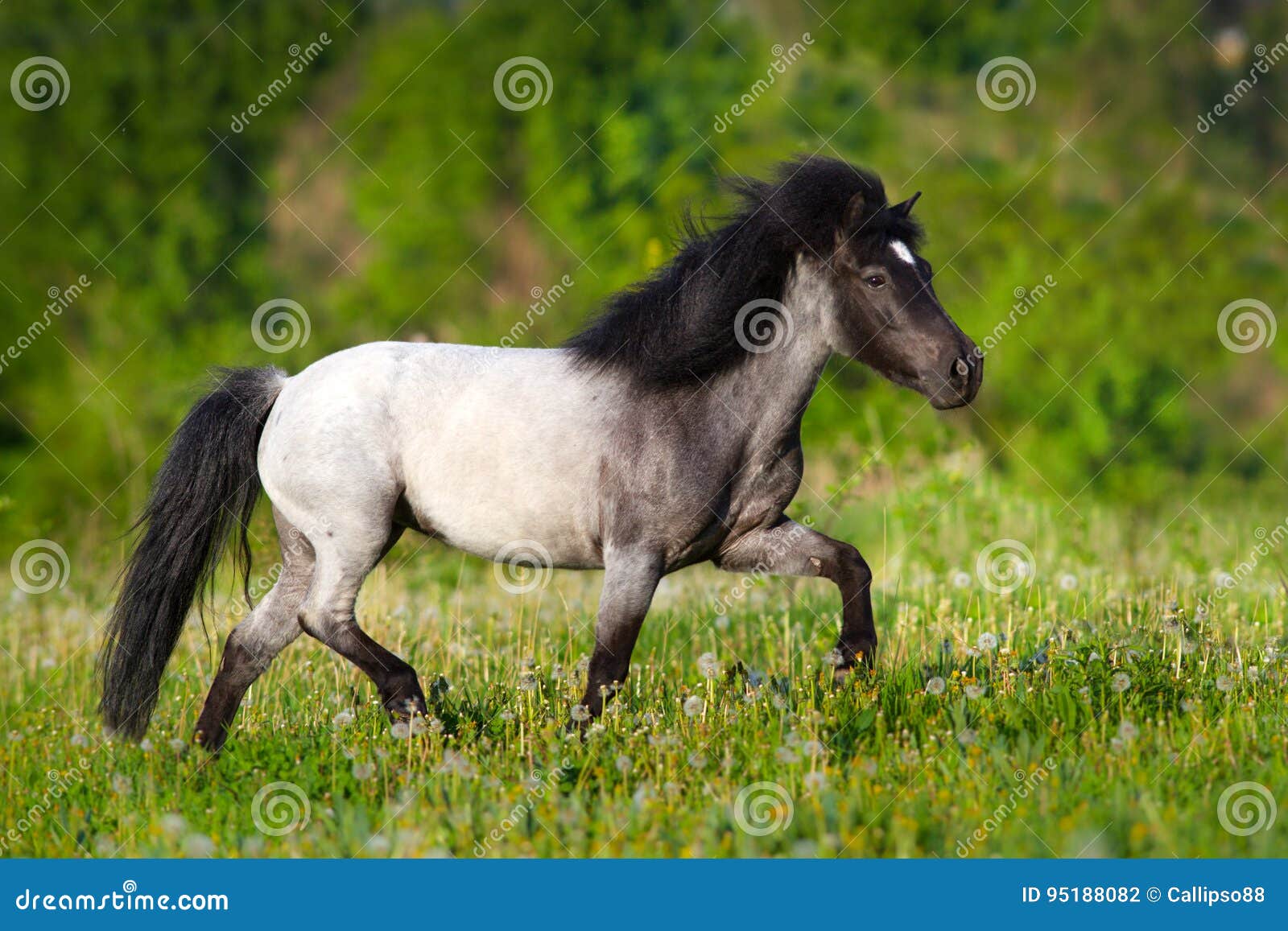 Pony run fast stock photo. Image of breed, outside, happy - 95188082